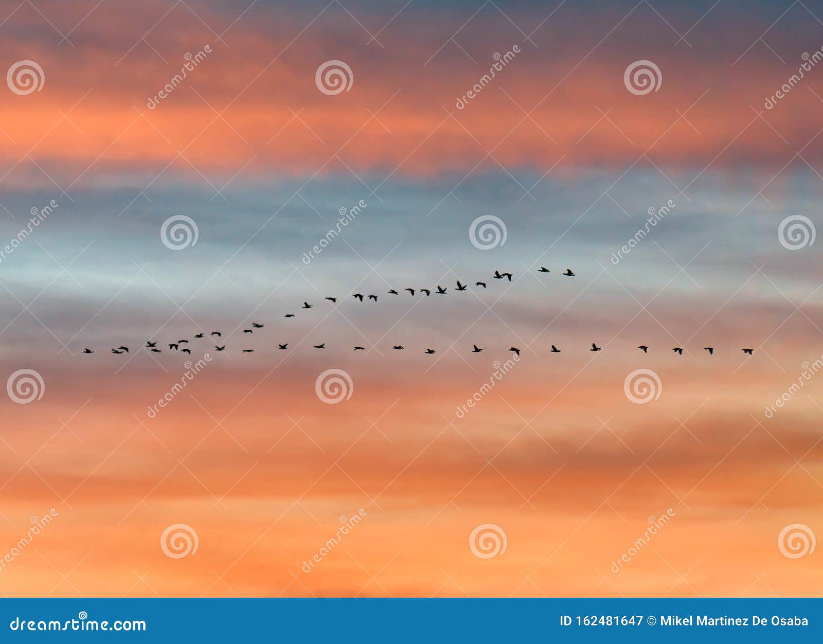 Flock of Birds Flying in V Formation Stock Image - Image of freedom ...