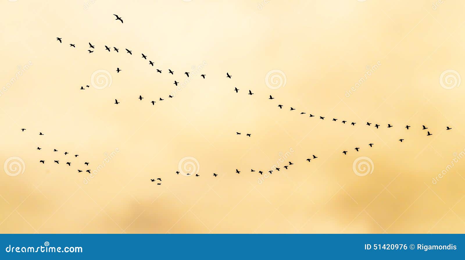 Flock of Birds Flying in V-formation Stock Photo - Image of orange ...