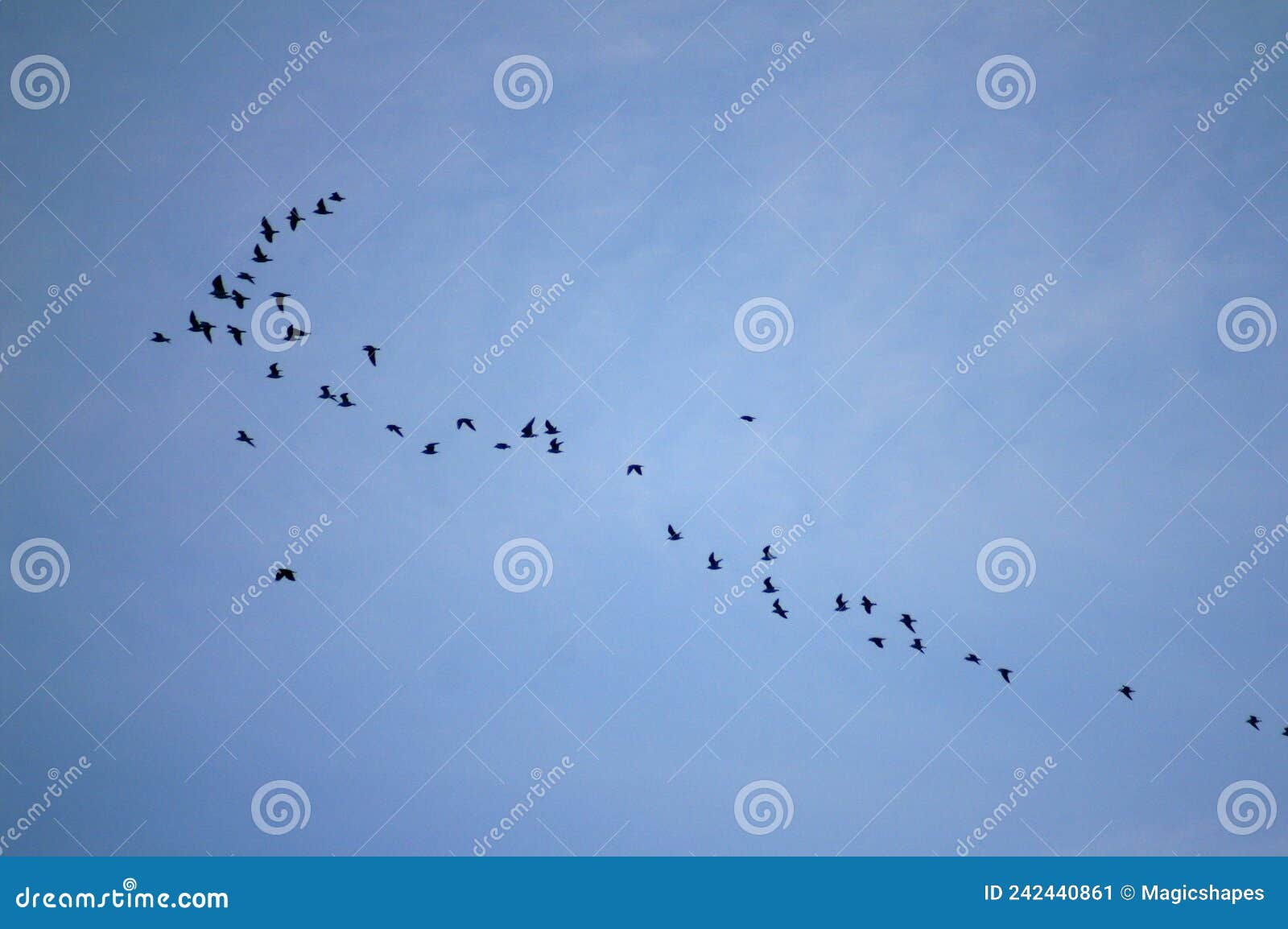Flock of Birds Flying in V Formation Stock Image - Image of beautiful ...