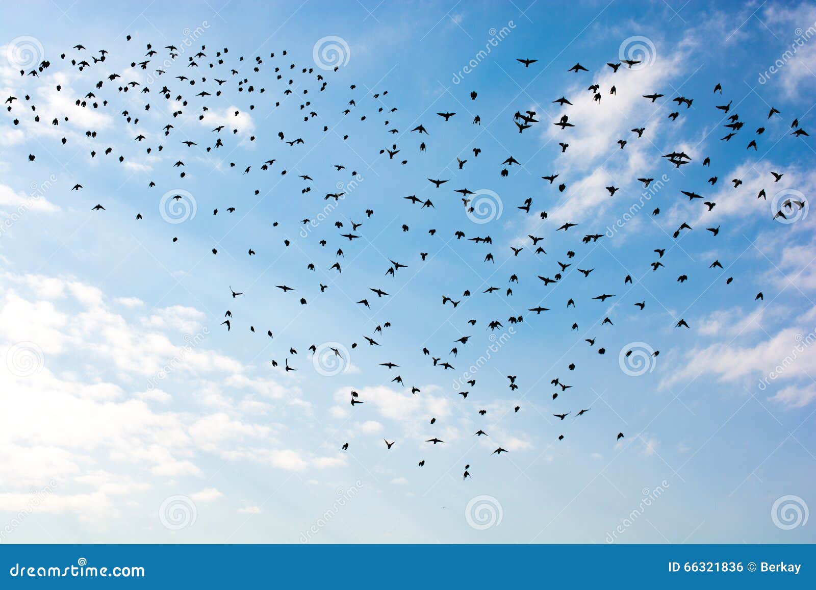 Flock of Birds Forming Heart Shape Stock Photo - Image of animal ...