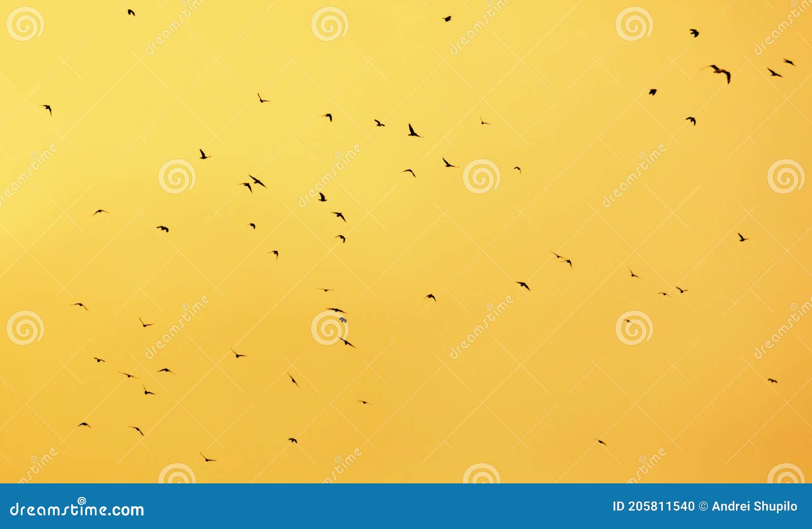 A Flock of Birds in the Golden Sky Stock Photo - Image of flight ...