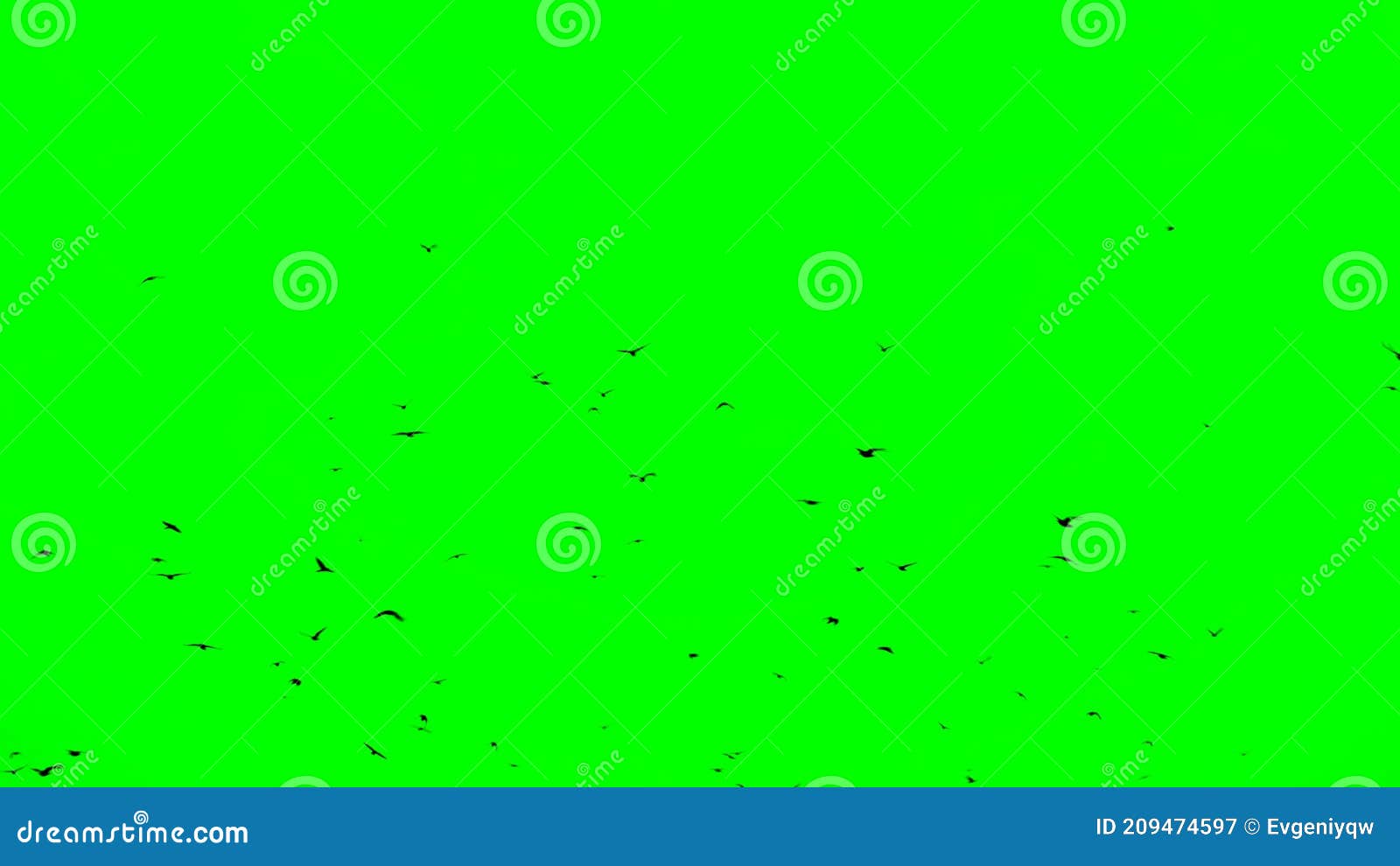 Flock of Birds on Green Screen. Flock of Crows Flying in an Imperfect ...
