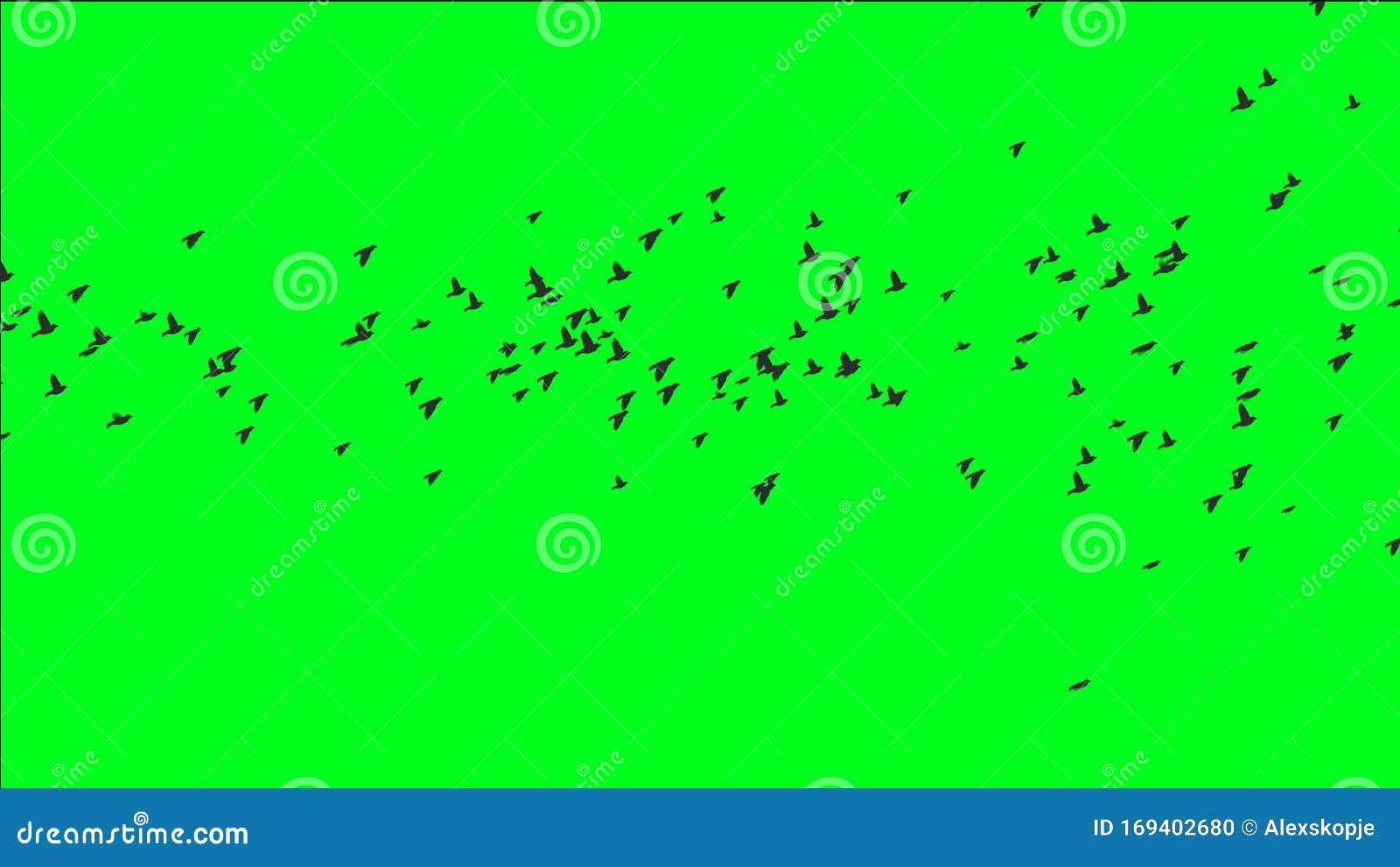 Flock of Birds on Green Screen Stock Footage - Video of group, motion ...