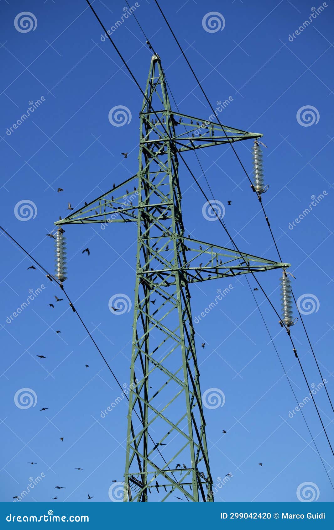 Flock of Birds on High Voltage Pylon Stock Photo - Image of nature ...