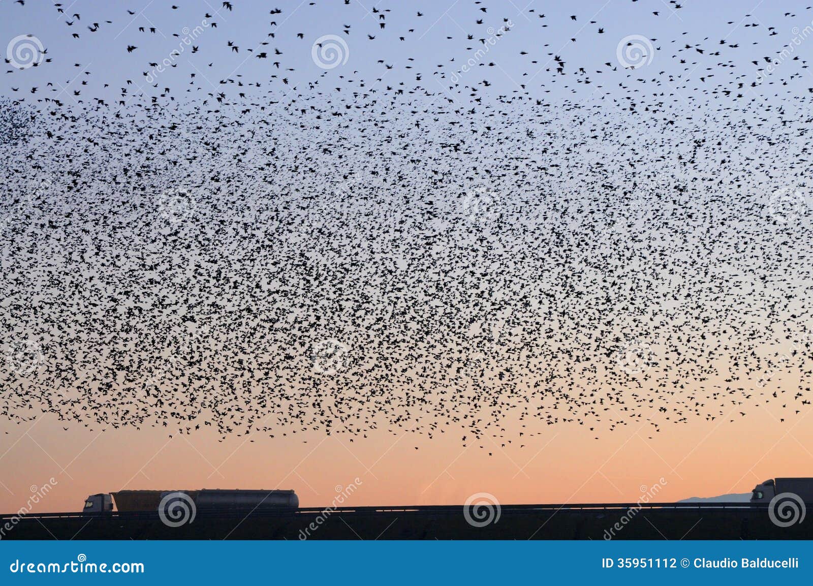 Flock of Birds on the Highway Stock Photo - Image of soar, colony: 35951112