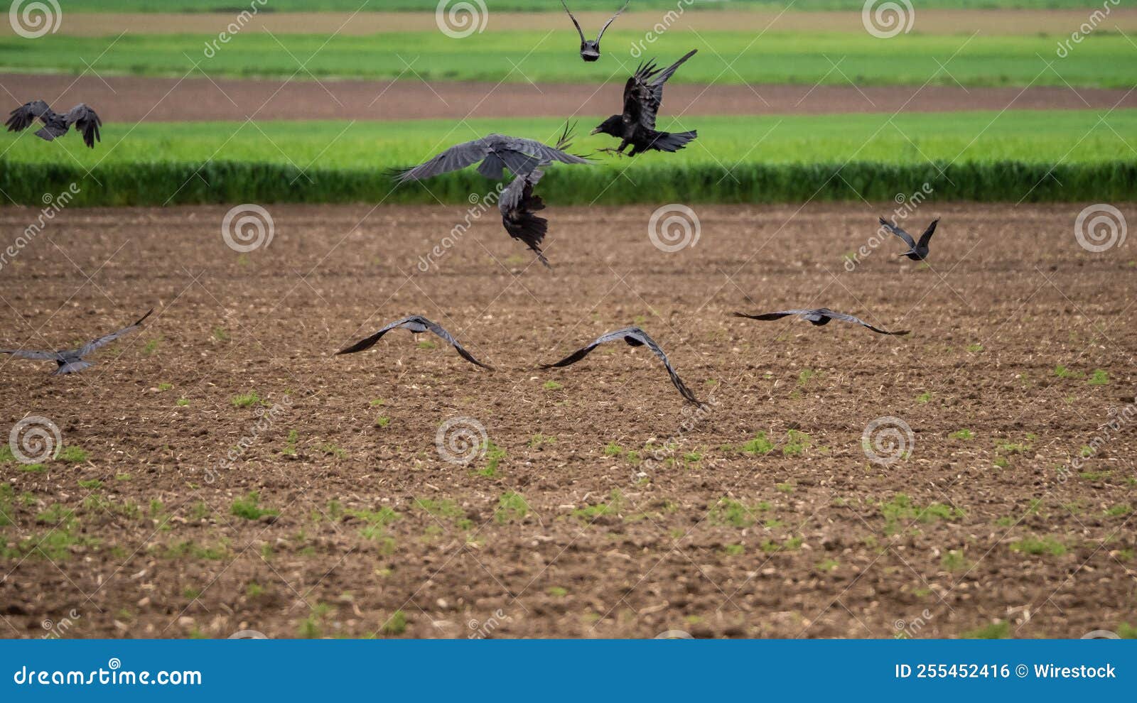 Flock of Birds Hovering Over an Agricultural Land Under the Bright ...