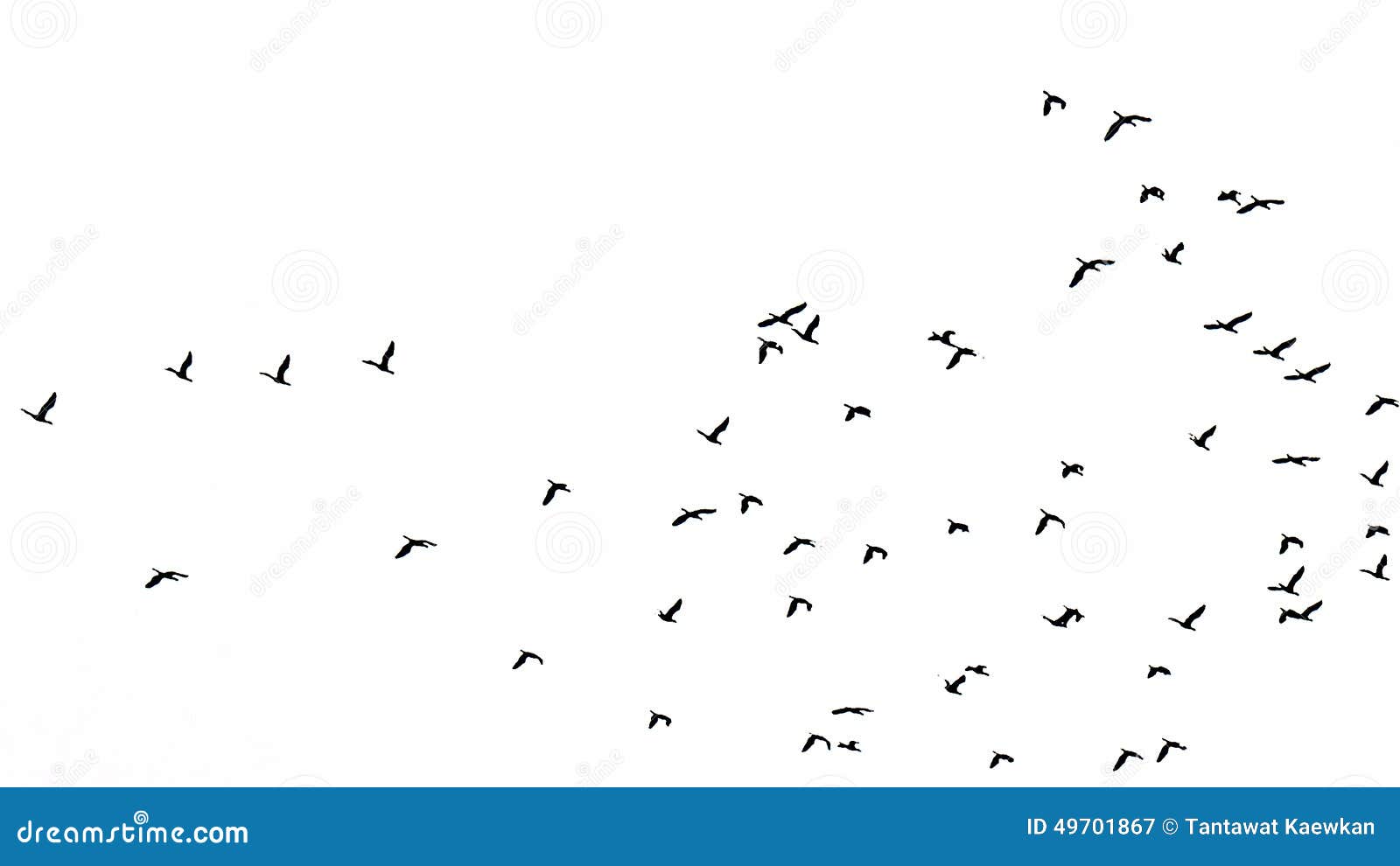 Flock of birds. stock image. Image of group, birds, isolated - 49701867
