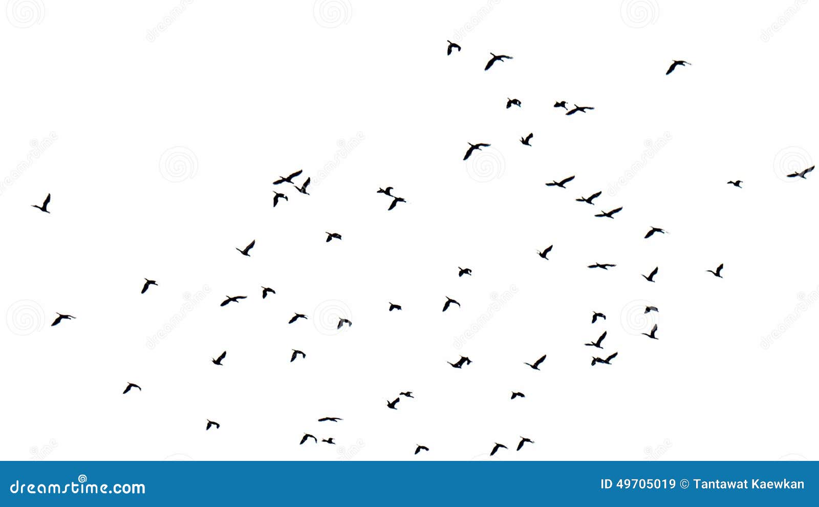 Flock of birds. stock image. Image of birds, line, bird - 49705019