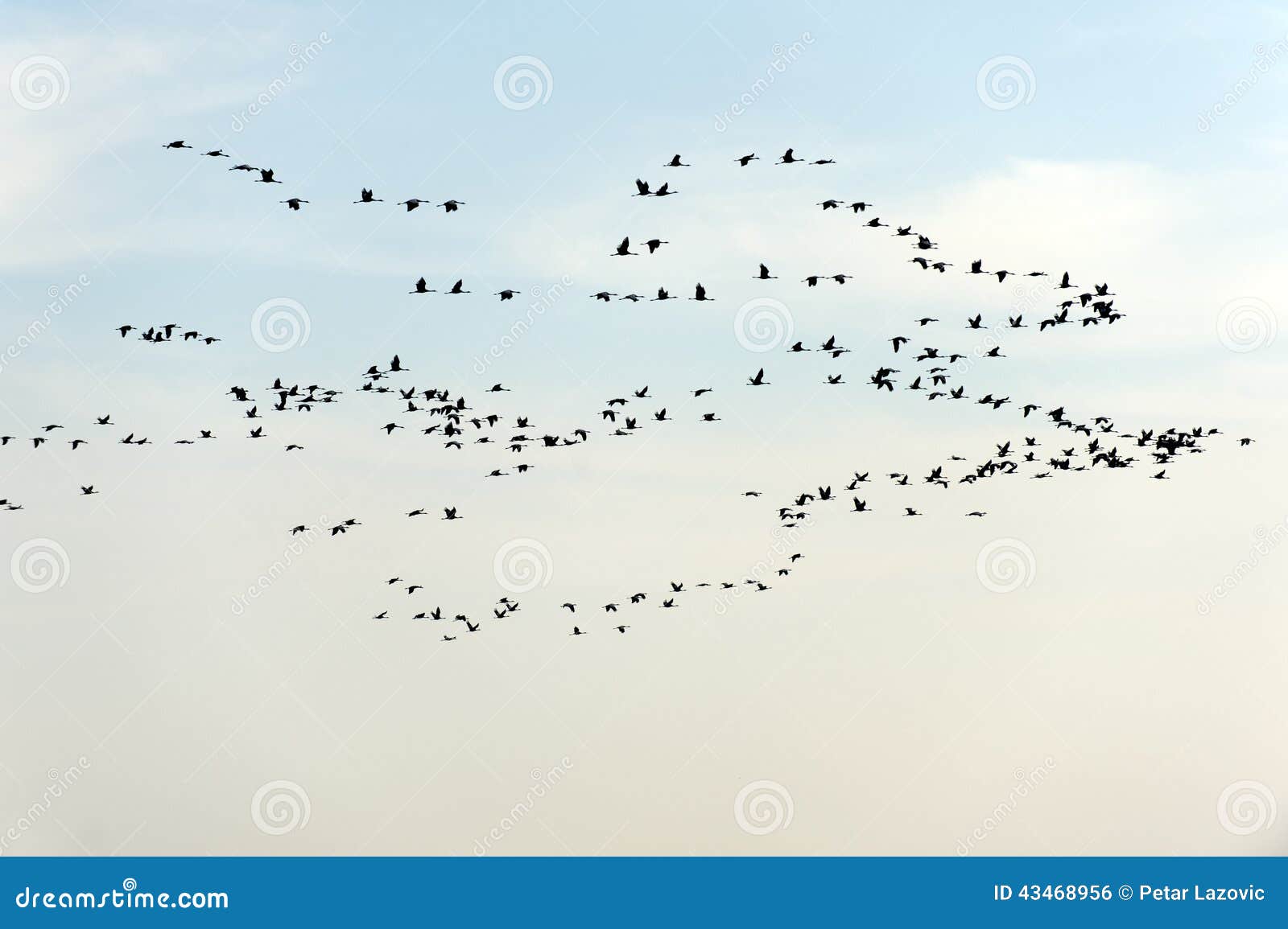 Flock of Birds Isolated on White Background Stock Photo - Image of ...