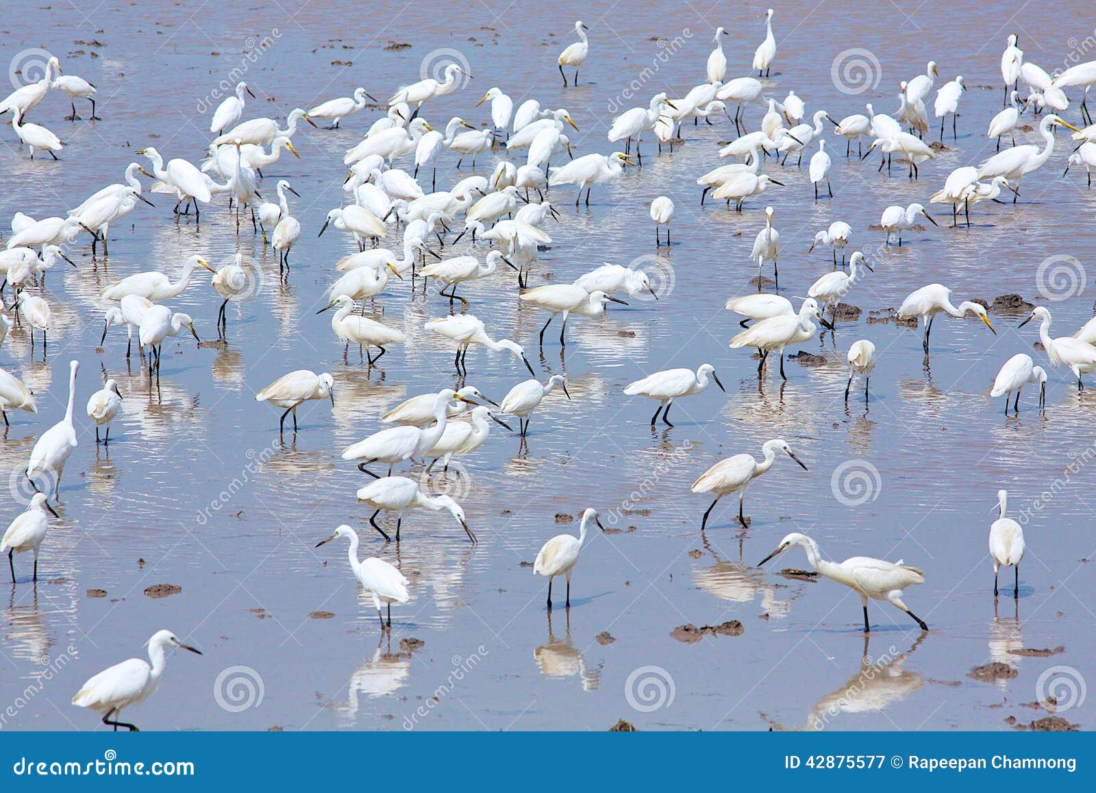 Flock of birds stock image. Image of travel, lake, white - 42875577