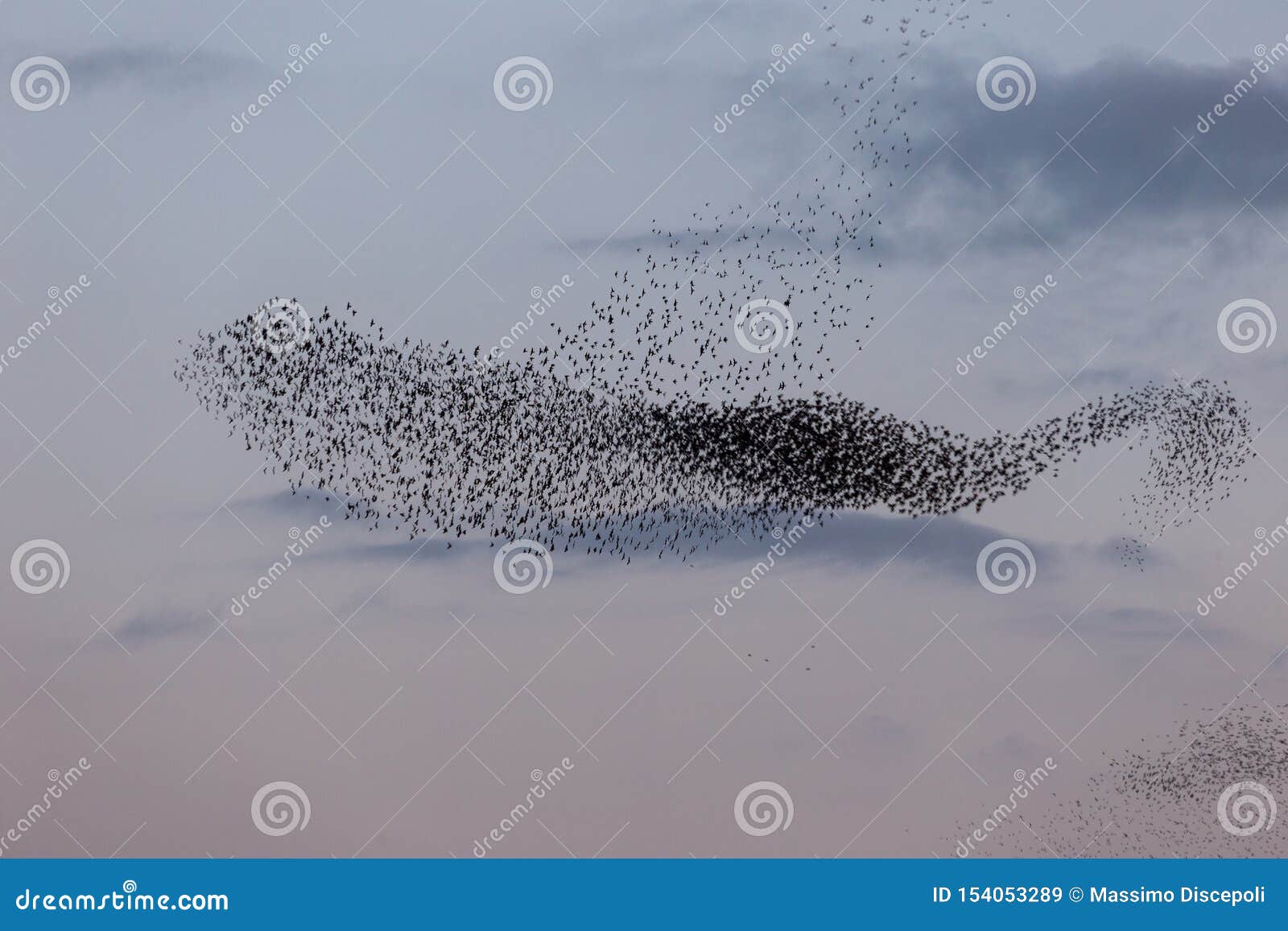 Flock of Birds Making a Beautiful Shape in the Sky Stock Image - Image ...