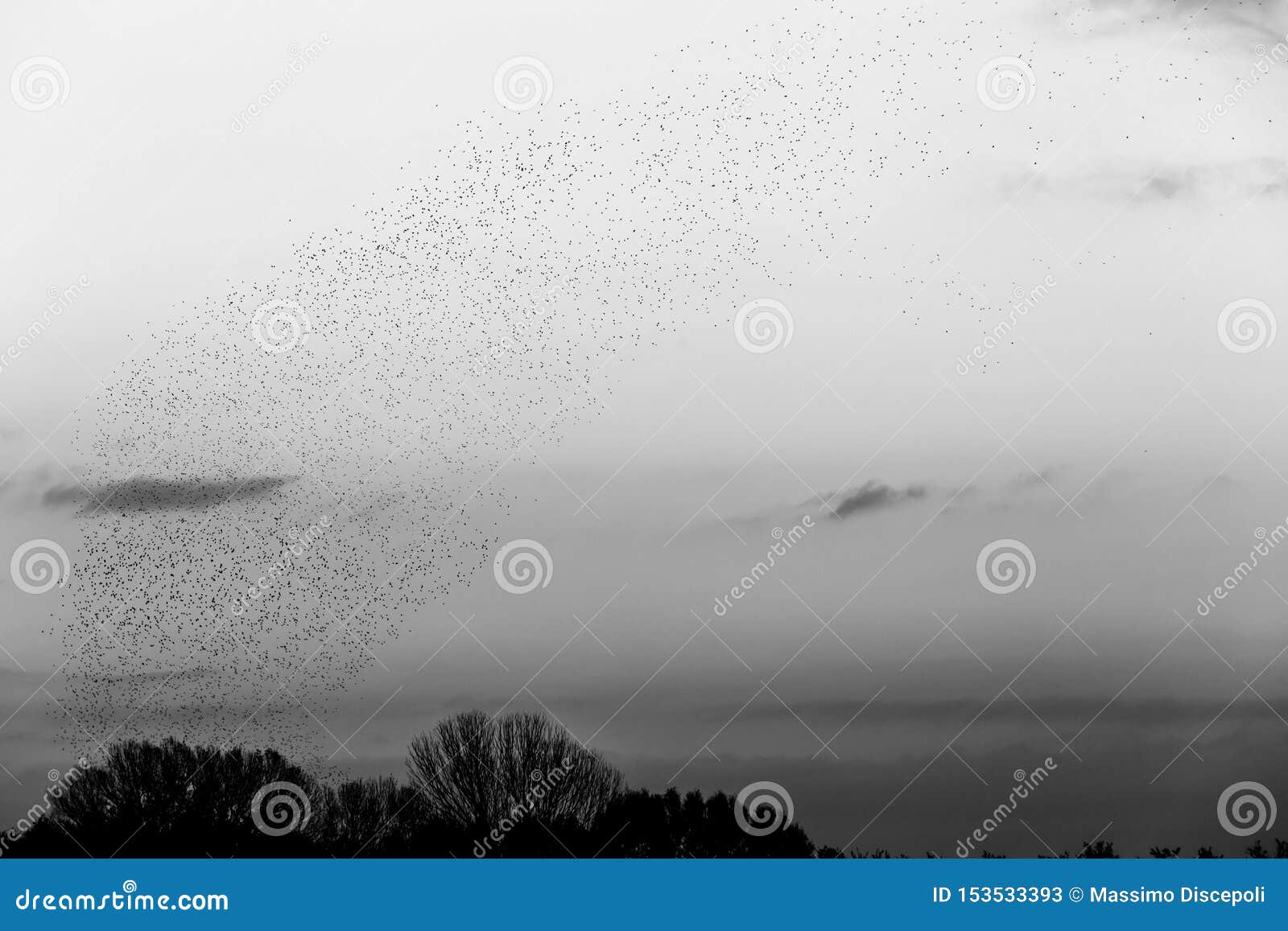 Flock of Birds Making a Beautiful Shape in the Sky Above Some Trees ...