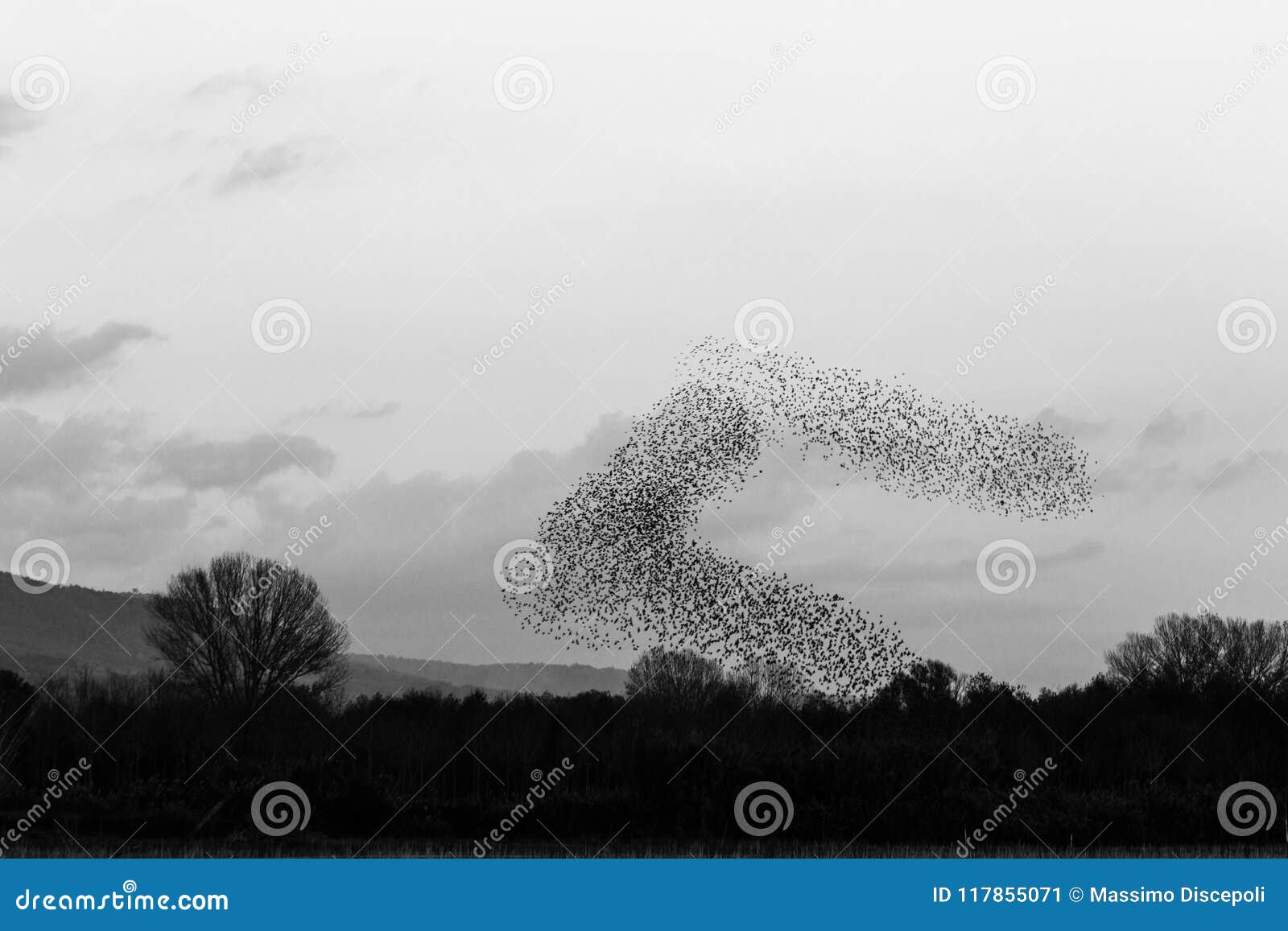 Flock of Birds Making Beautiful and Surreal Shapes in the Sky, a Stock ...