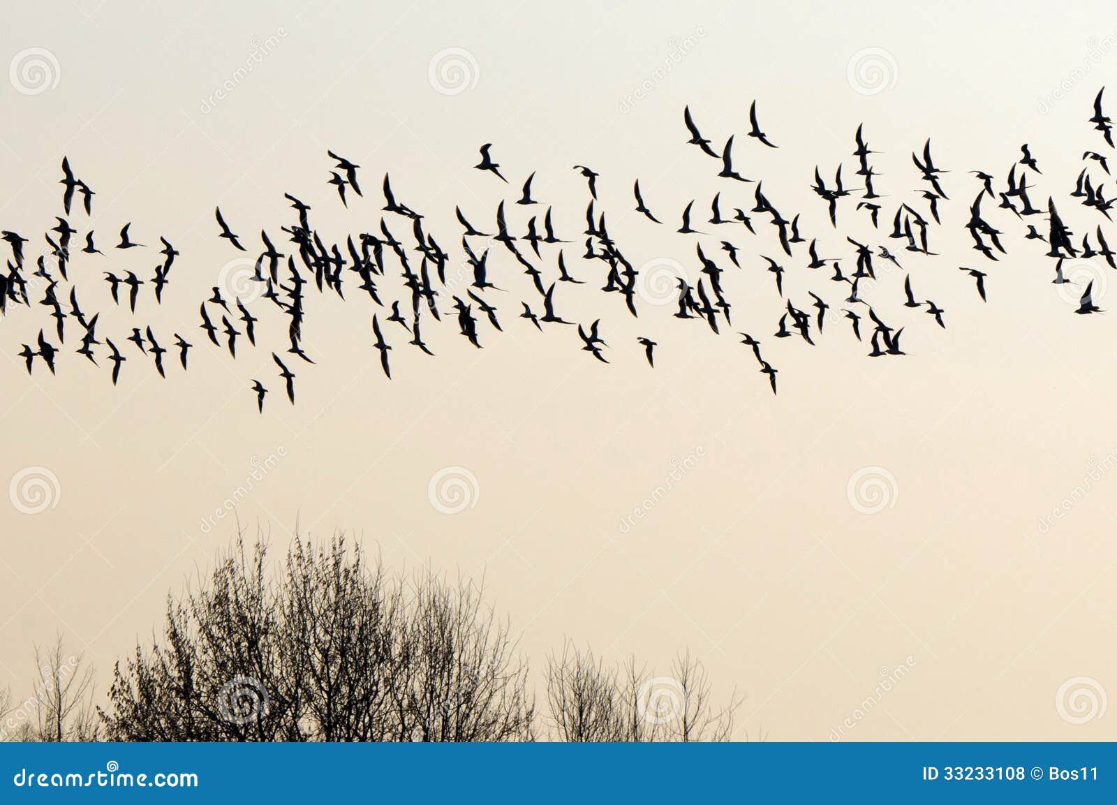 Birds Migrating In Winter