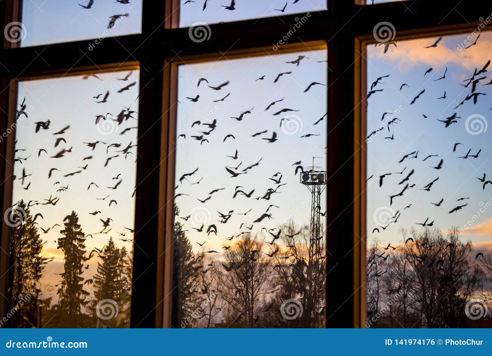 A Flock of Birds Outside the Window Stock Photo - Image of outside ...