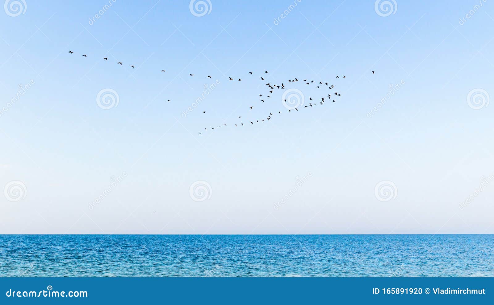 Flock of Birds Over the Sea Stock Photo - Image of outdoors, nature ...
