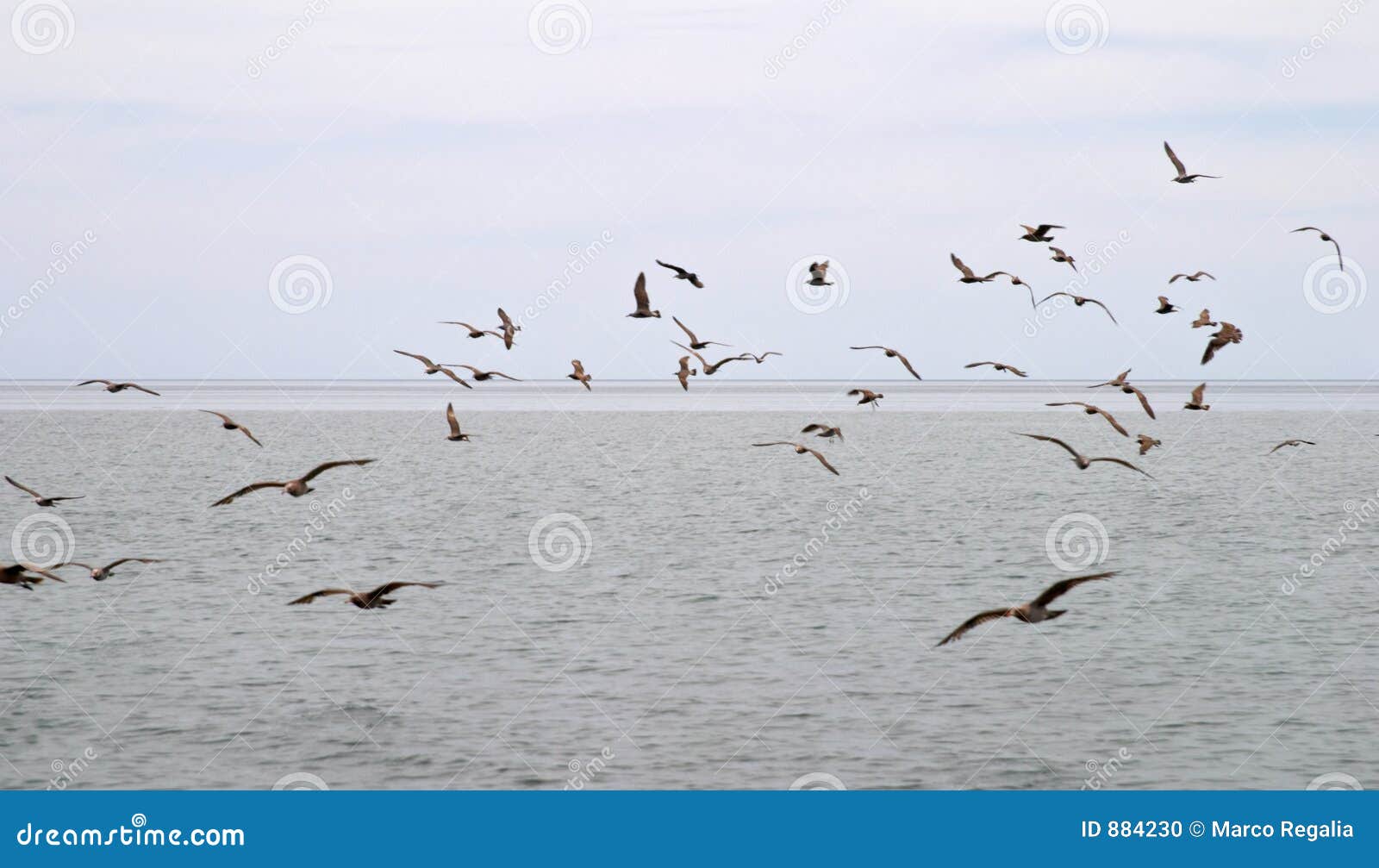 Flock of birds over sea stock photo. Image of animals, flying - 884230
