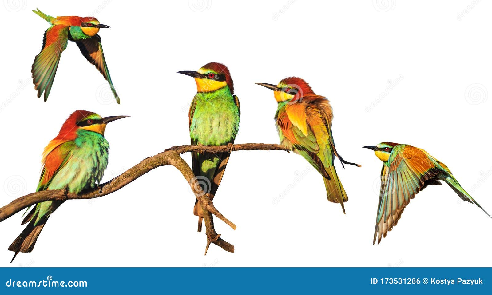 Birds Of Paradise Design Vector Illustration, Creative Birds Of ...