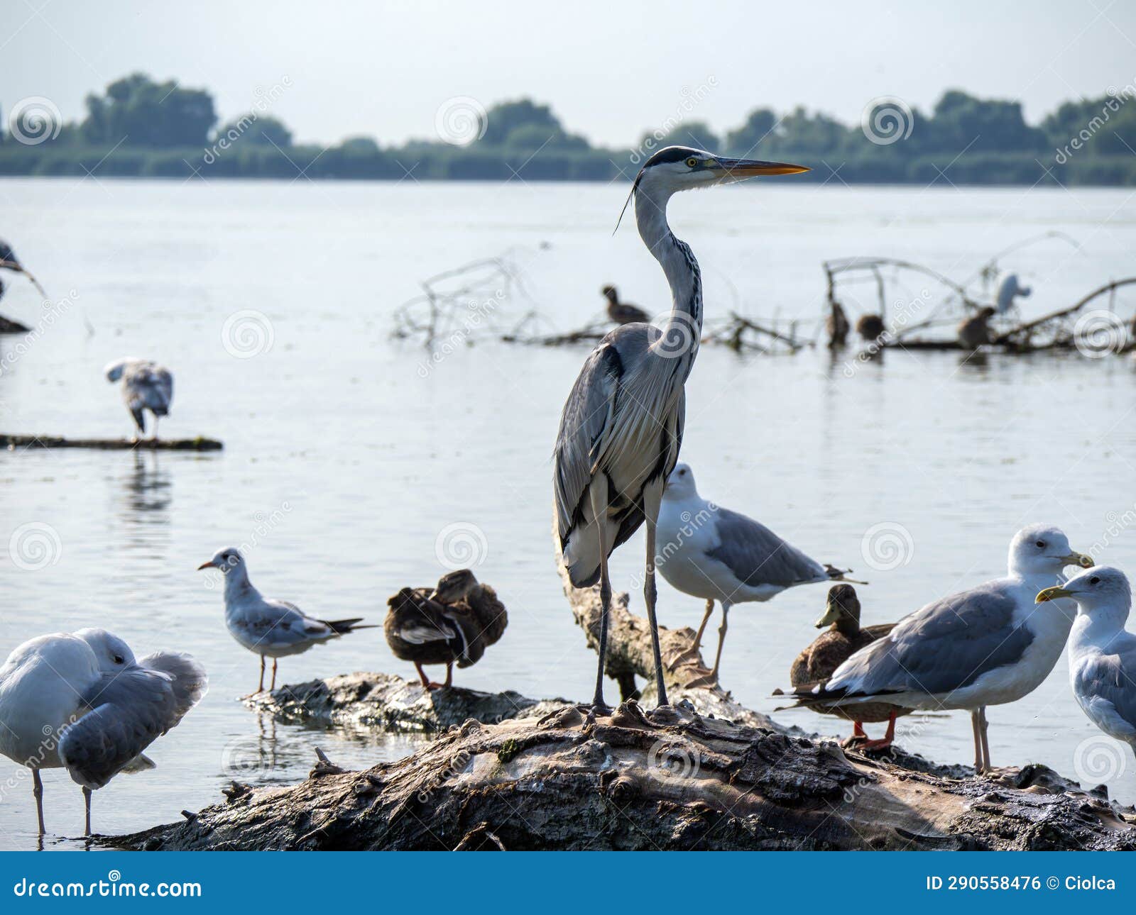 Flock of Birds Preparing for the Night, Danube Delta, Romania Stock ...