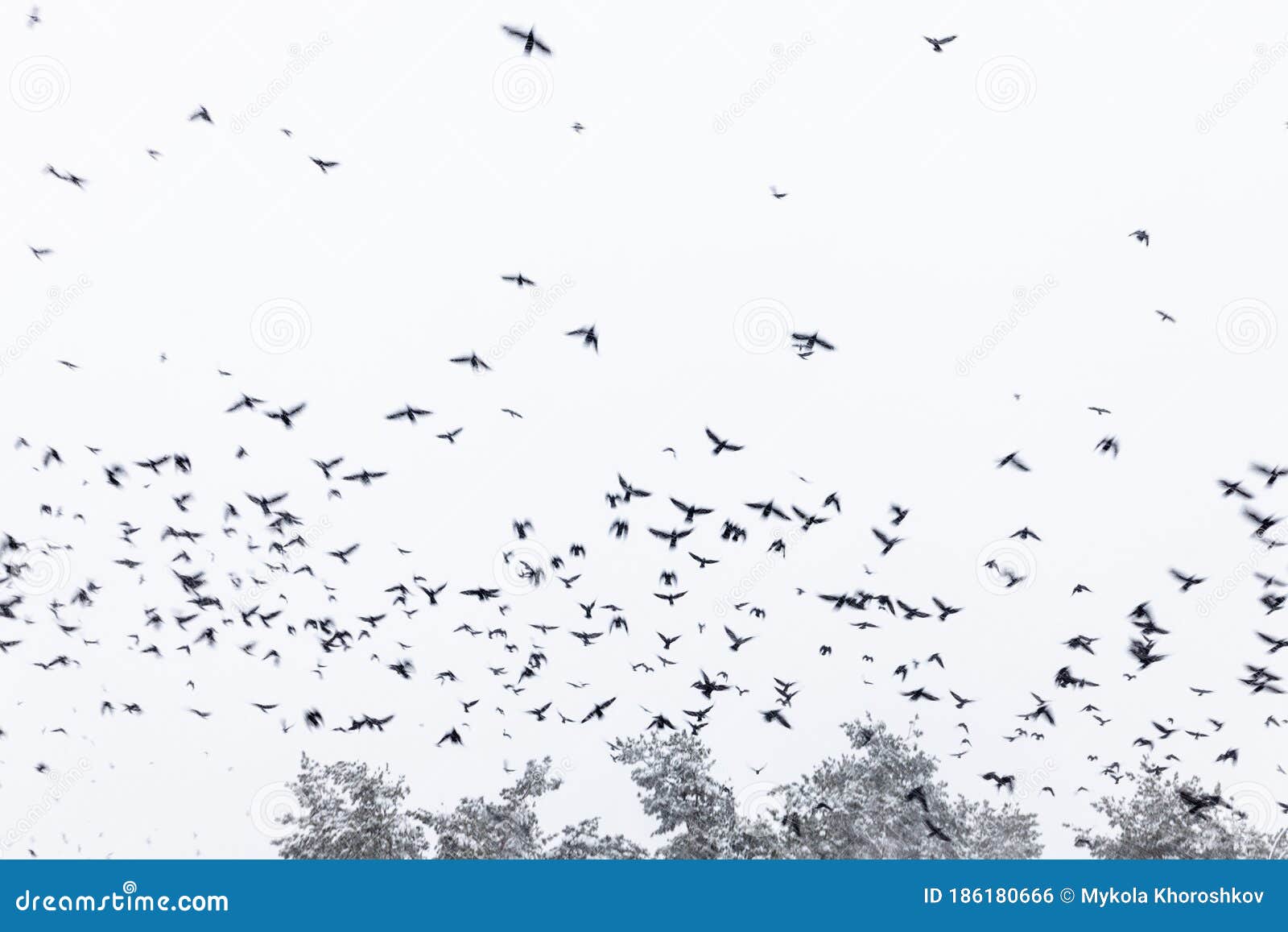Flock of Birds Ravens Flying in the Sky Stock Photo - Image of black ...