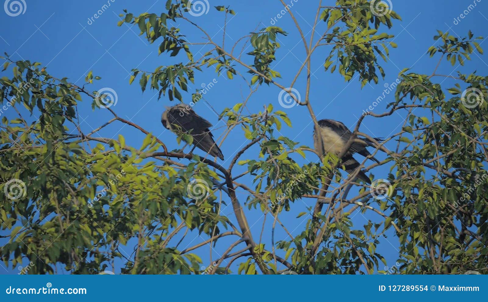 Flock of Birds Ravens in the Summer Sits on a Tree. a Flock of Crows. a ...