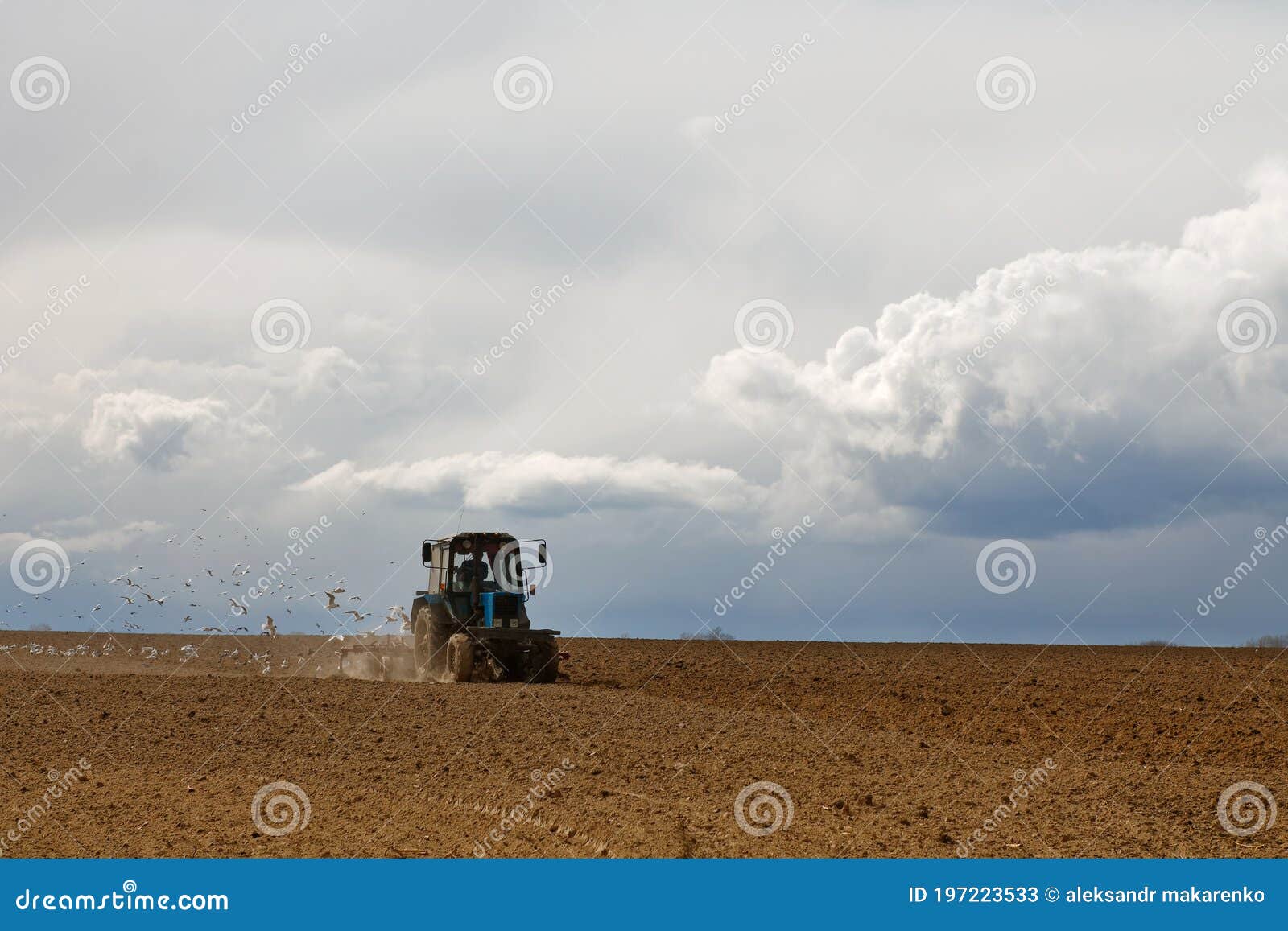 Flock of Birds in Rice Fields and a Tractor Cultivating Rice Field ...