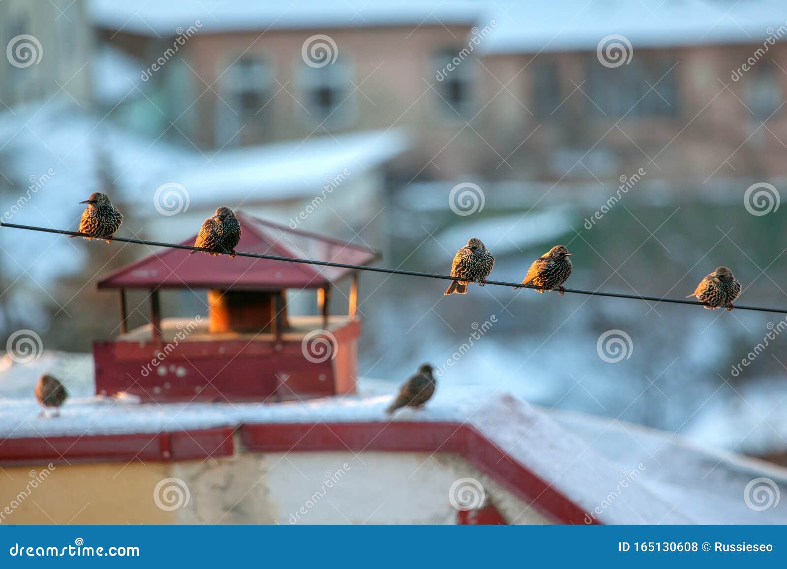 Birds on a rope stock photo. Image of ornithology, balance - 165130608
