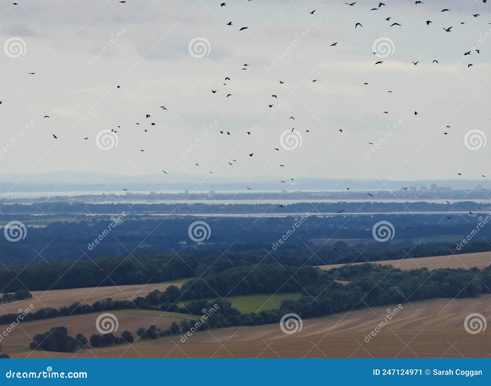 Flock of Birds Scattering into Sky Stock Image - Image of morning ...