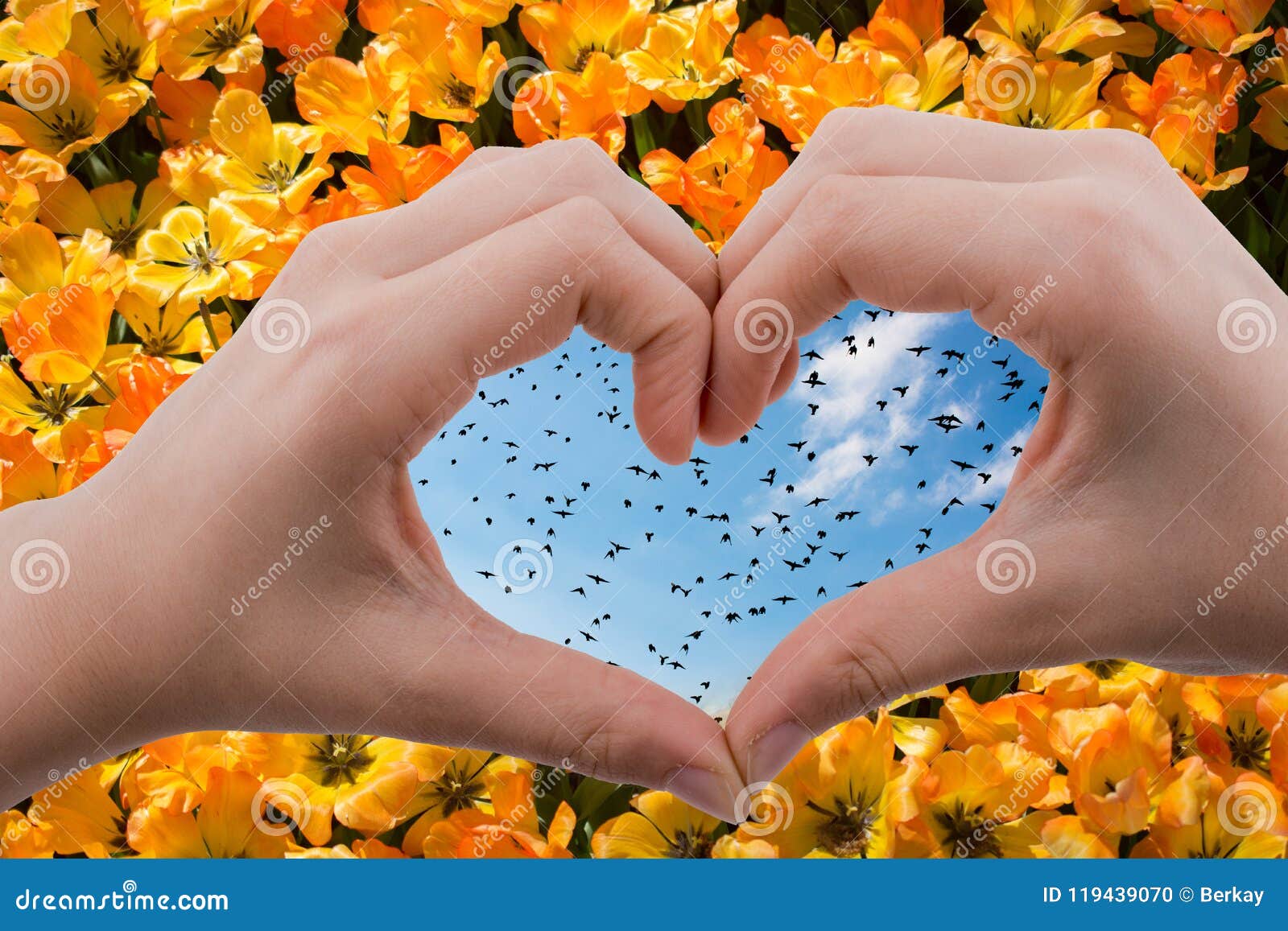 Flock of Birds Seen Behind a Heart Shaped Hand Stock Photo - Image of ...