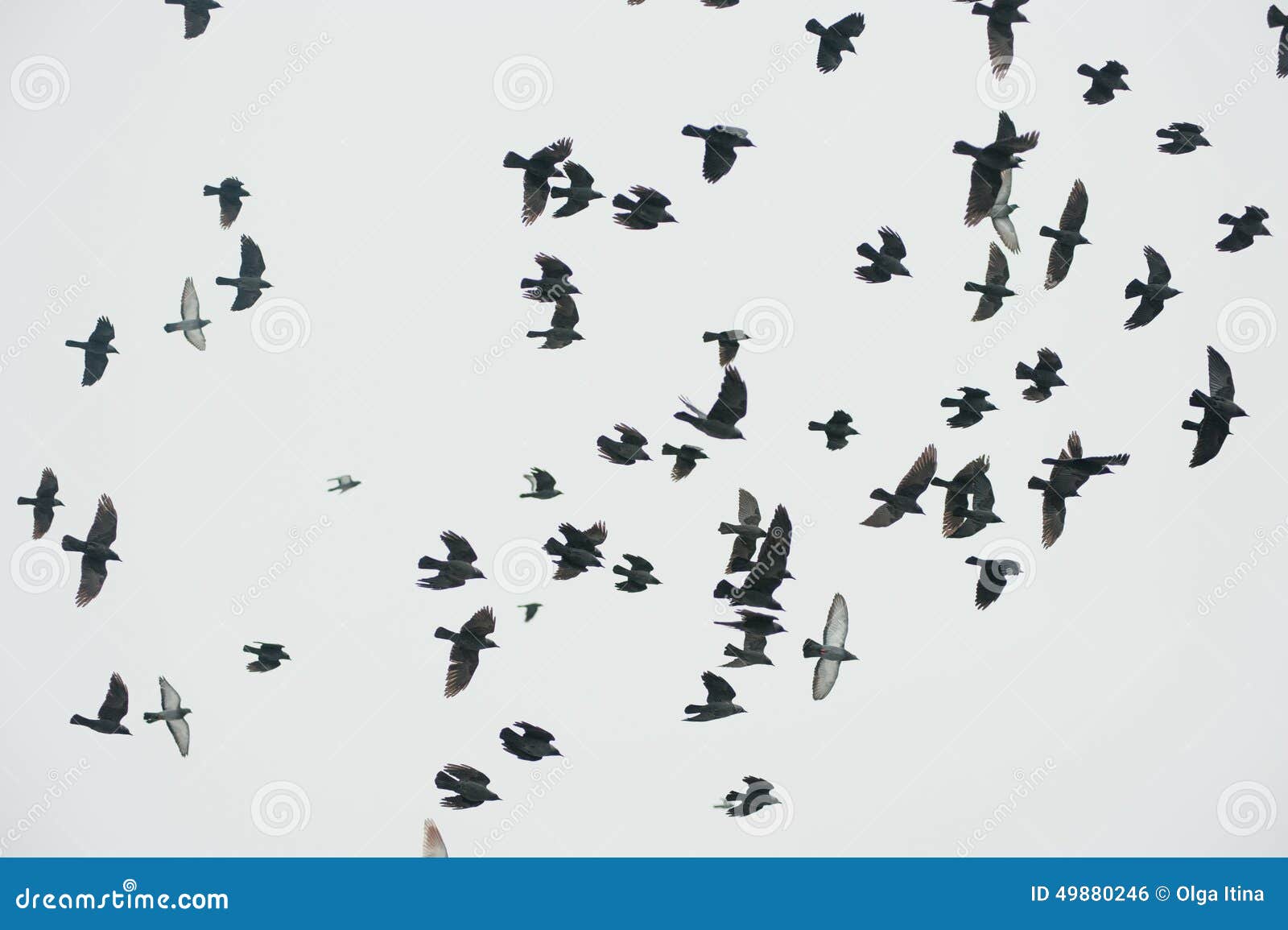 Flock of birds silhouette stock photo. Image of aves - 49880246