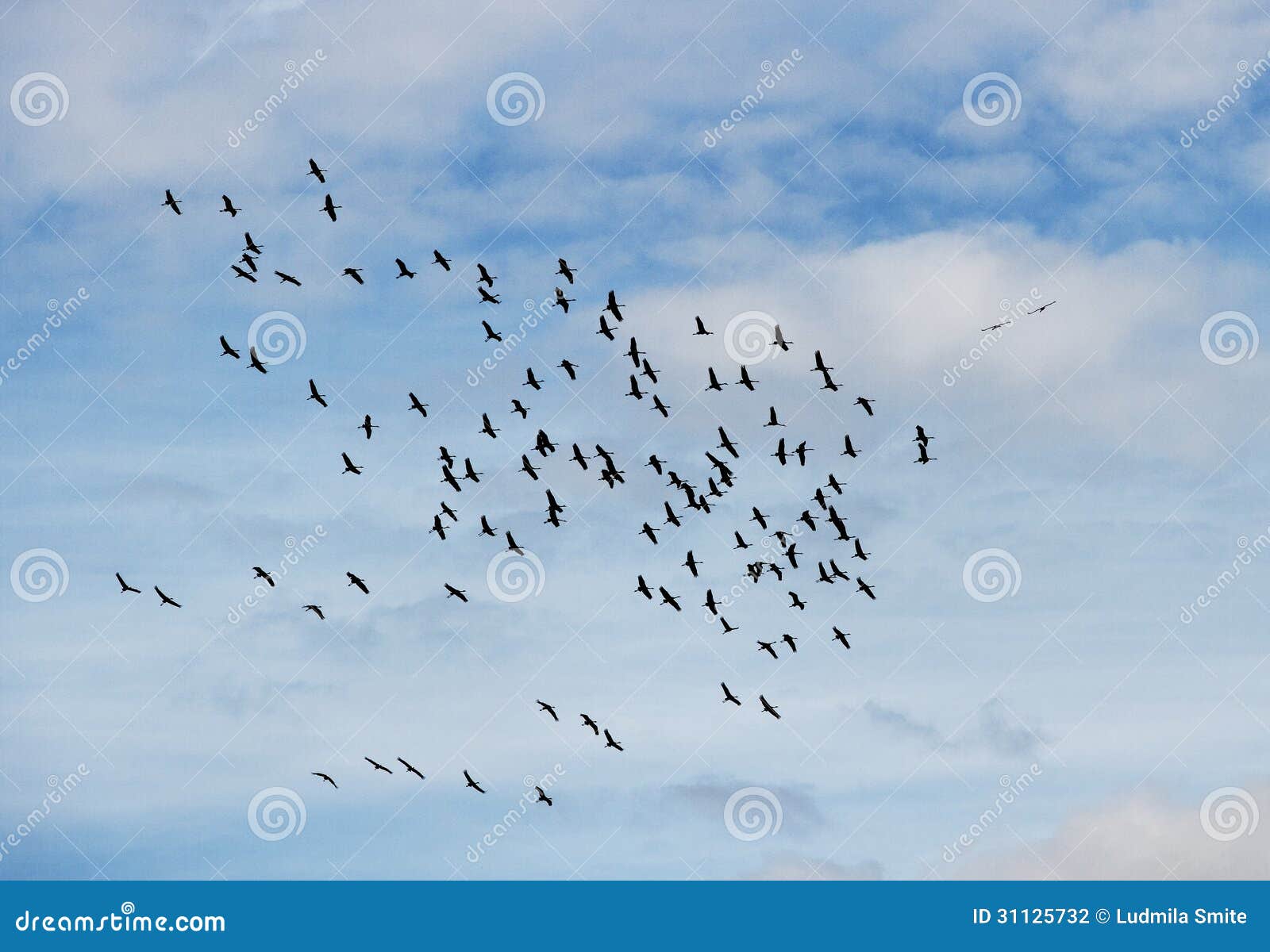 Flock of birds. stock photo. Image of panorama, cloud - 31125732