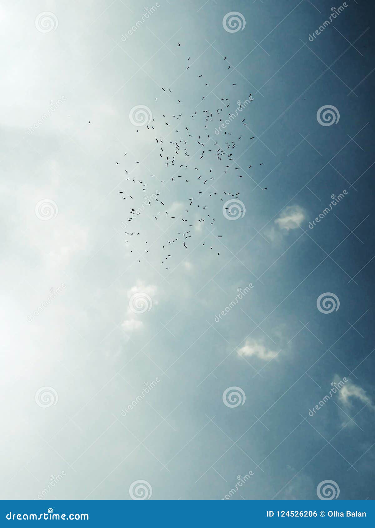 Crows Dance stock photo. Image of grace, graphic, animal - 124526206