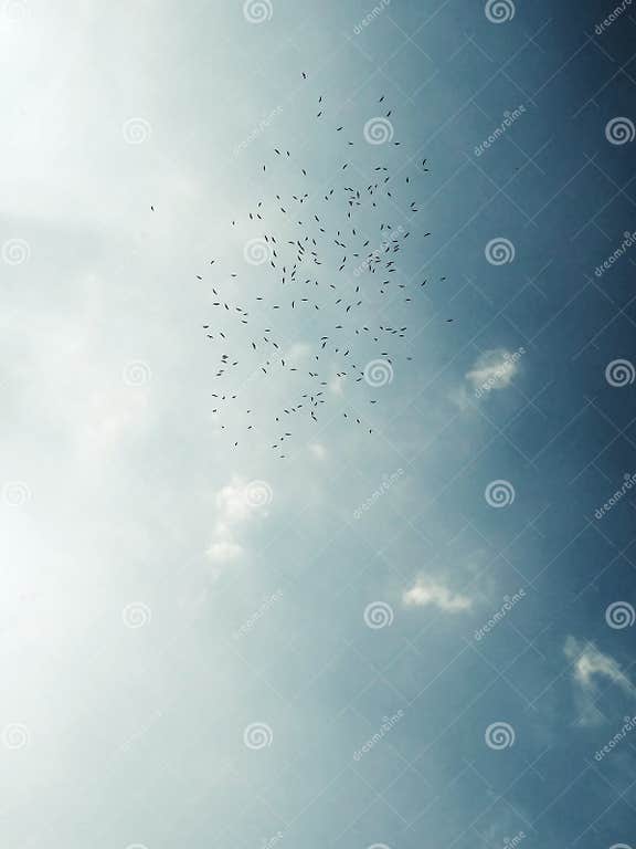 Crows Dance stock photo. Image of grace, graphic, animal - 124526206