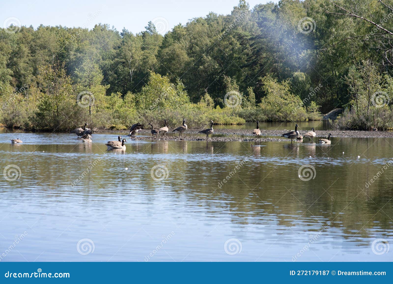 Flock of Birds in a Small Lake.. Stock Image - Image of landscape ...