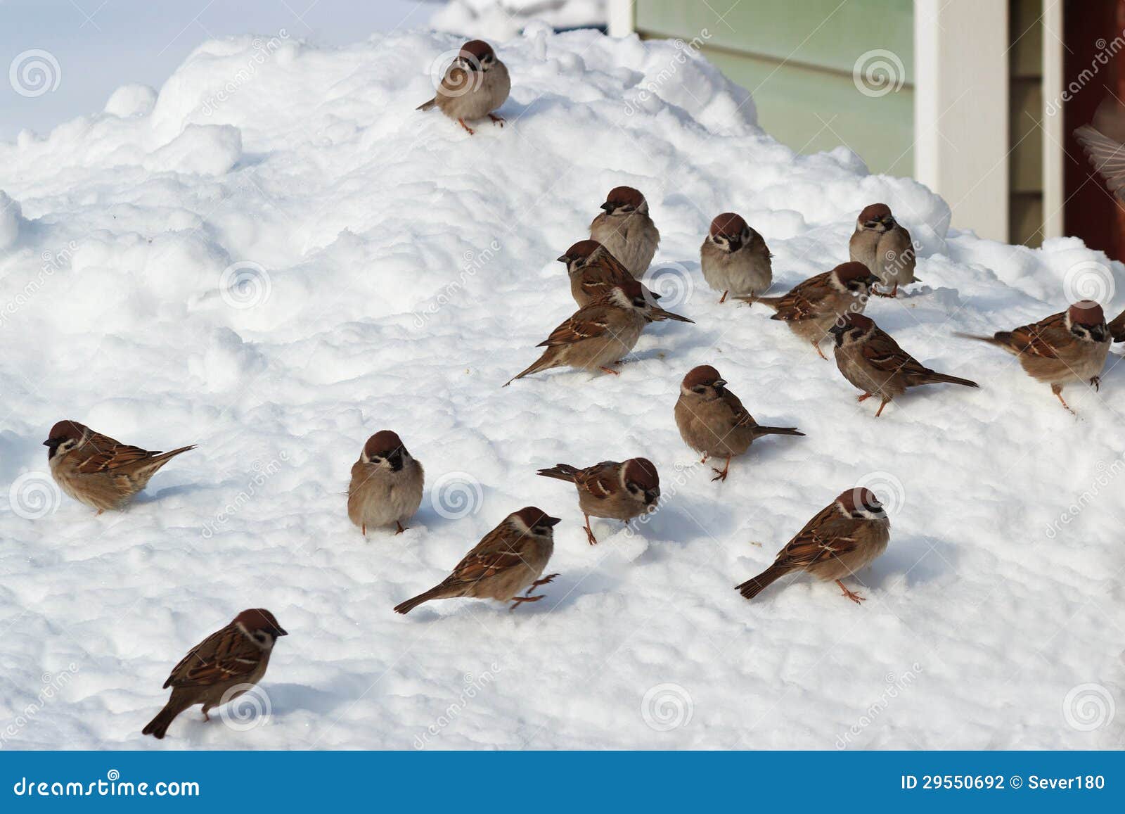 Flock of birds on snow stock photo. Image of nature, street - 29550692