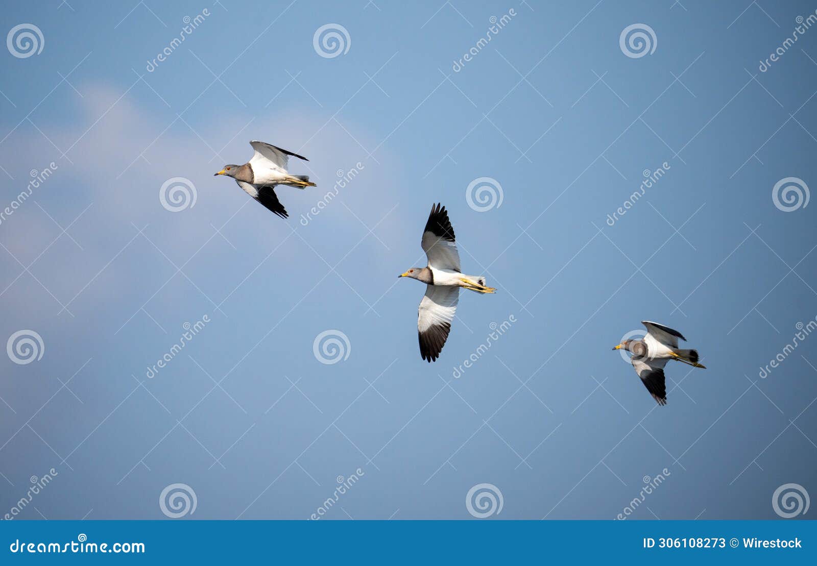 Flock of Birds Soaring through the Daytime Sky. Stock Image - Image of ...
