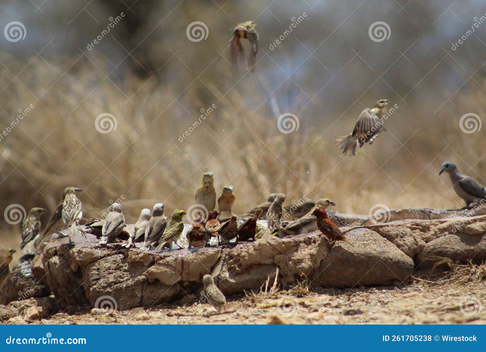 Flock of Birds Splashing on a Birdbath on a Dry Ground Stock Photo ...