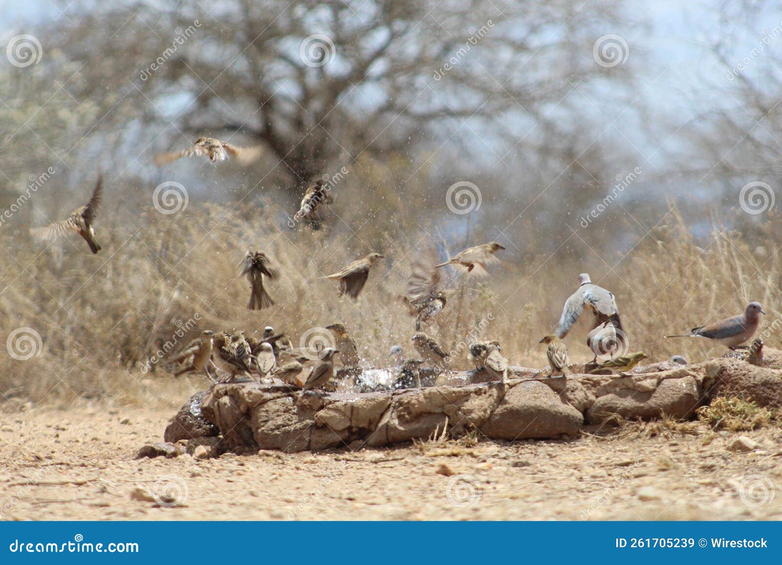 Flock of Birds Splashing on a Birdbath on a Dry Ground Stock Image ...