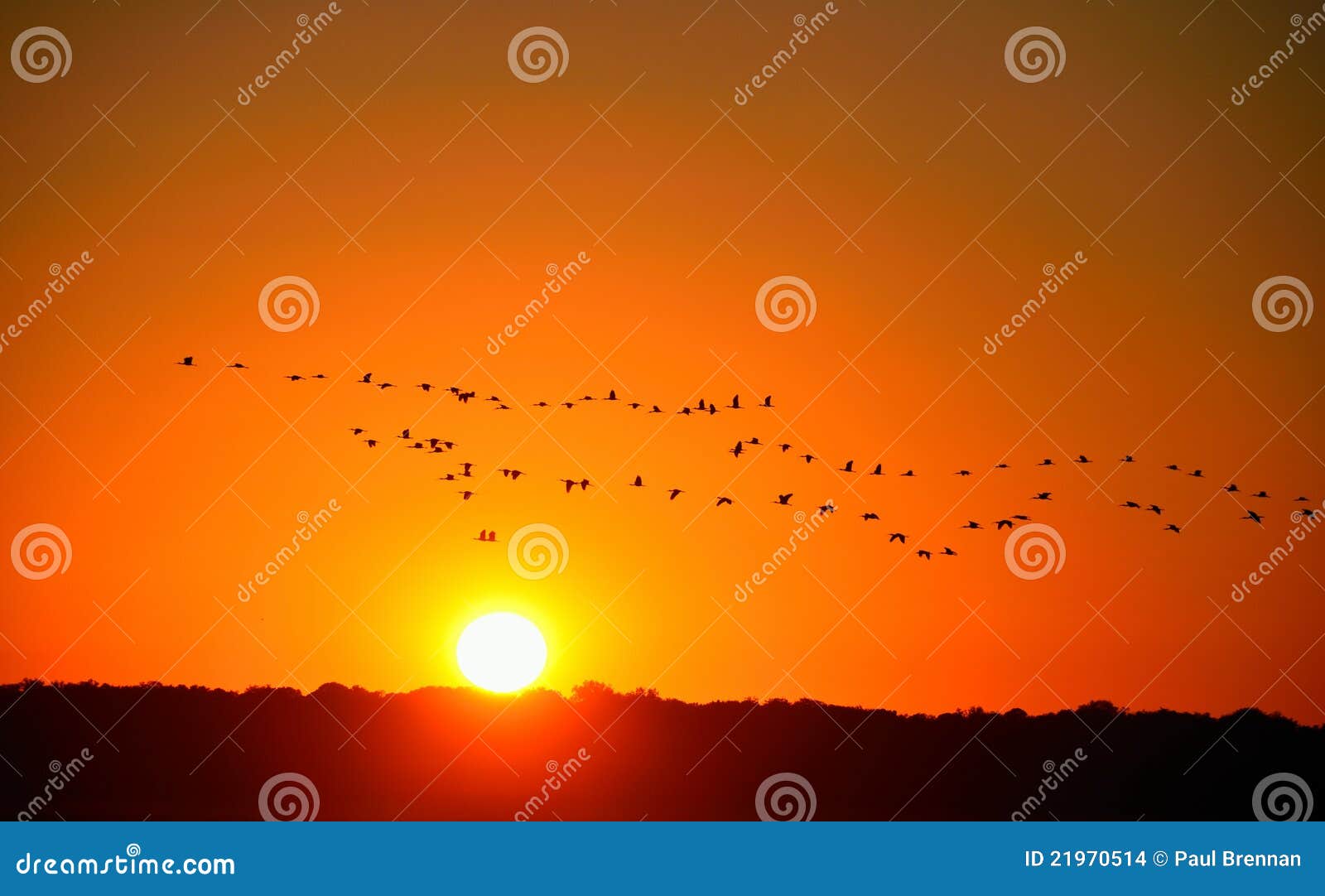 Flock of birds at sunset stock photo. Image of migrating - 21970514