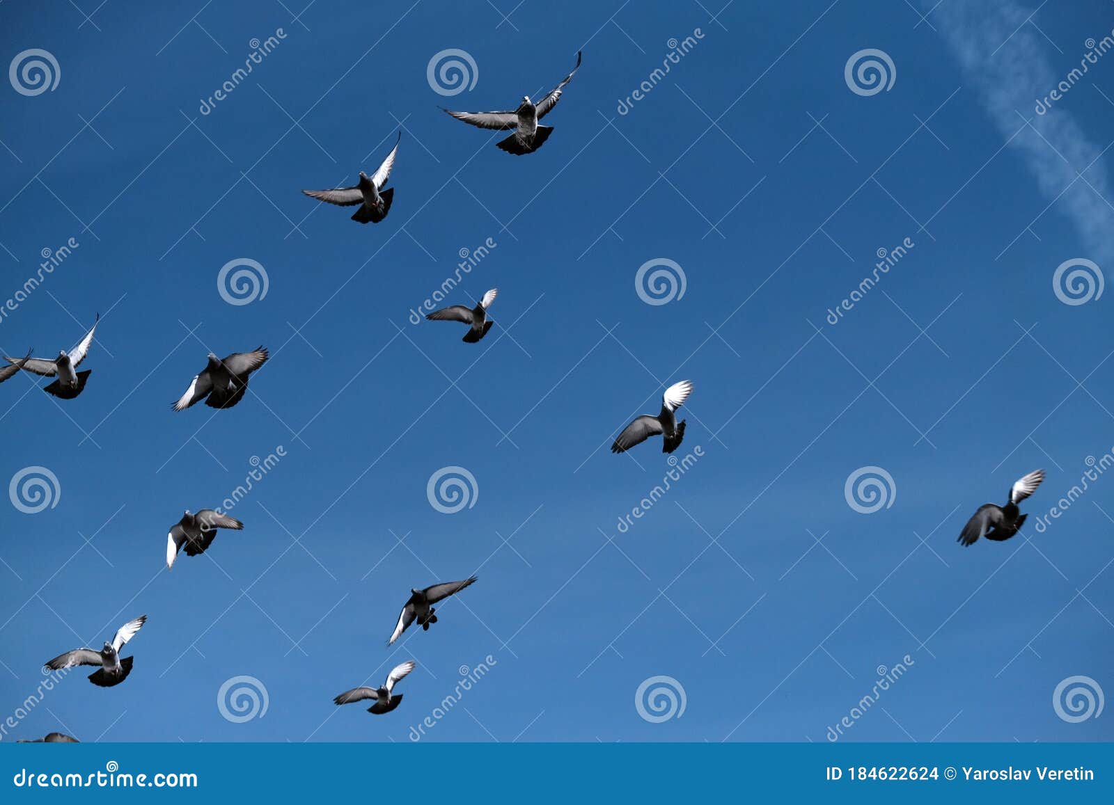 Flock of Birds Swarming on Blue Sky Stock Photo - Image of pigeon, blue ...