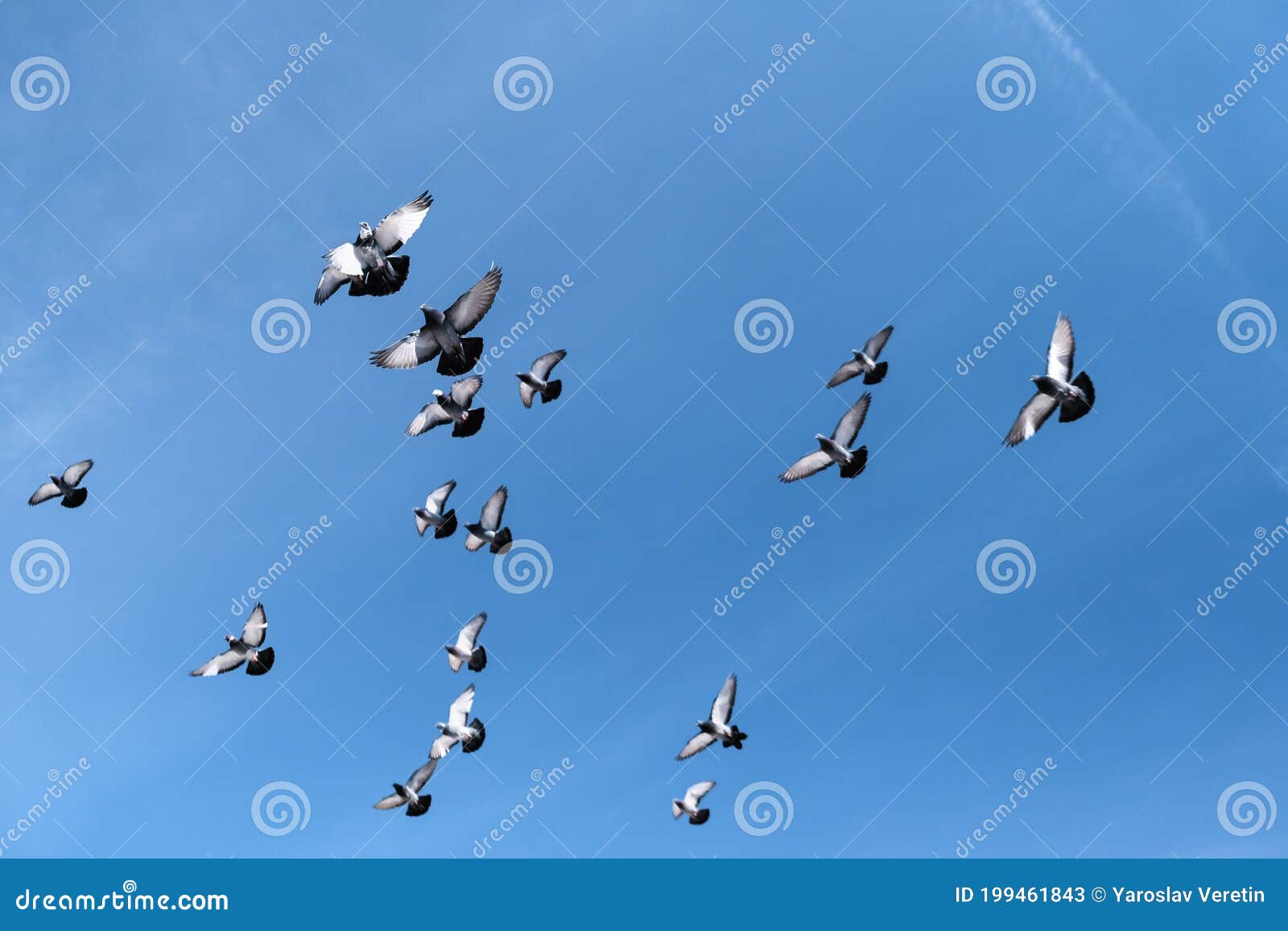 Flock of Birds Swarming on Blue Sky Stock Image - Image of motion ...