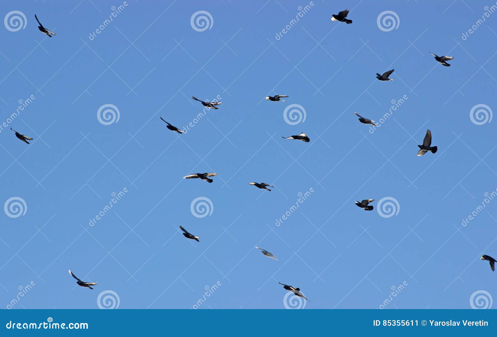 Flock of Birds Swarming on Blue Sky. Stock Image - Image of formation ...