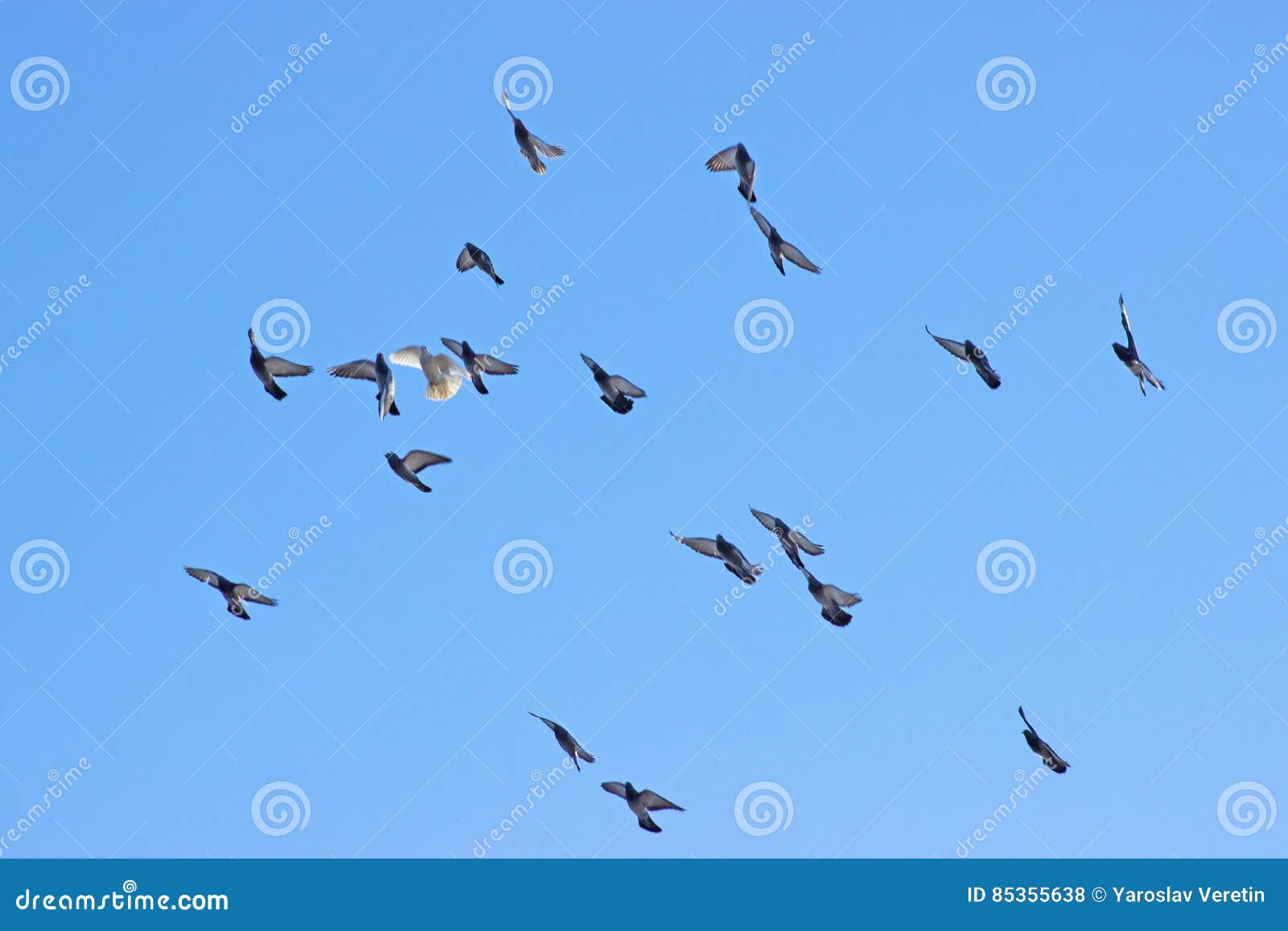 Flock of Birds Swarming on Blue Sky. Stock Photo - Image of outdoors ...