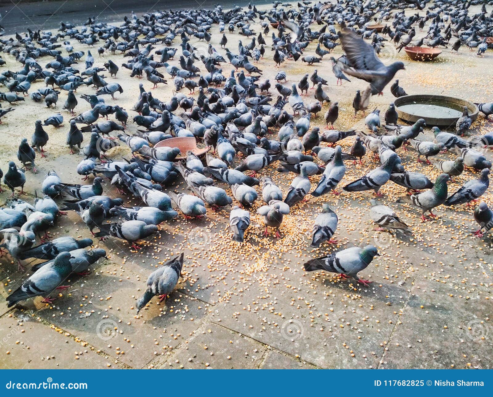 Pigeon stock image. Image of eating, together, pigeon - 117682825