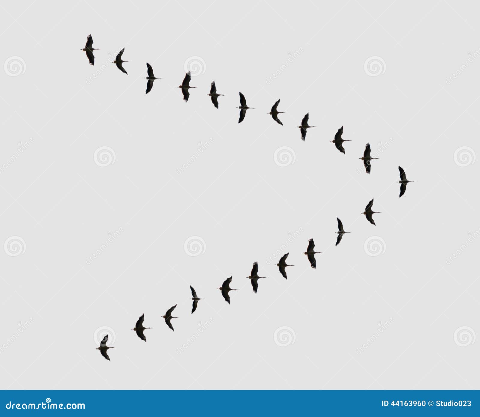 Flock of birds stock photo. Image of formation, wild - 44163960