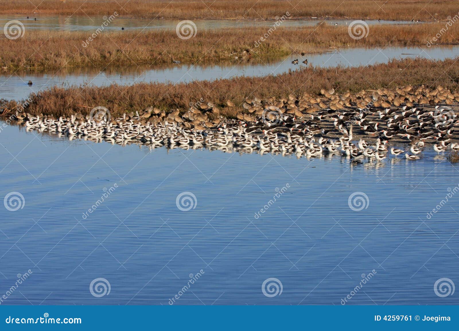A flock of birds at water stock image. Image of green - 4259761