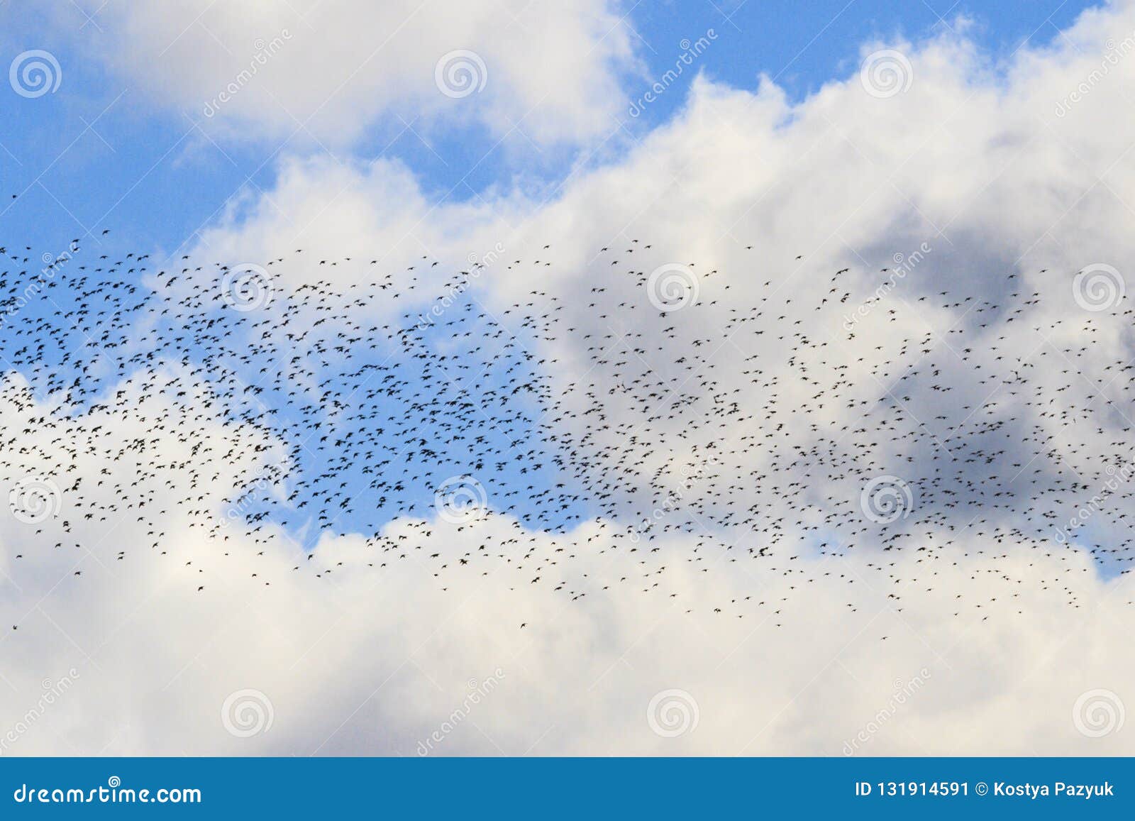 Flock of Birds among the White Clouds Stock Image - Image of cloud ...