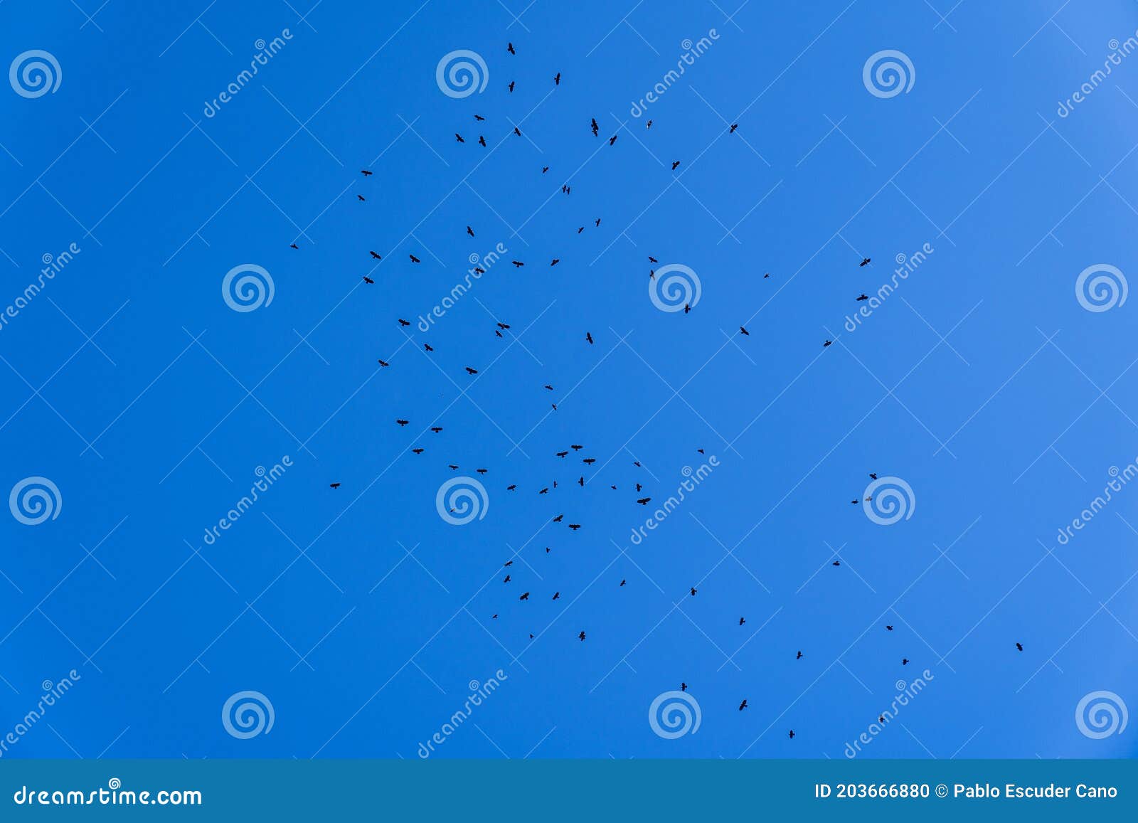 Flock of Black Birds Corvids Flying Stock Photo - Image of surface ...