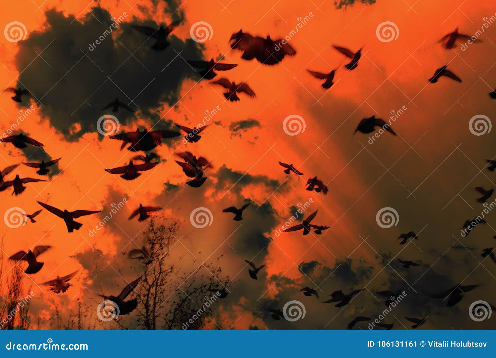 A Flock of Black Birds Flying in the Sky. Birds Fly in a Very Terrible ...