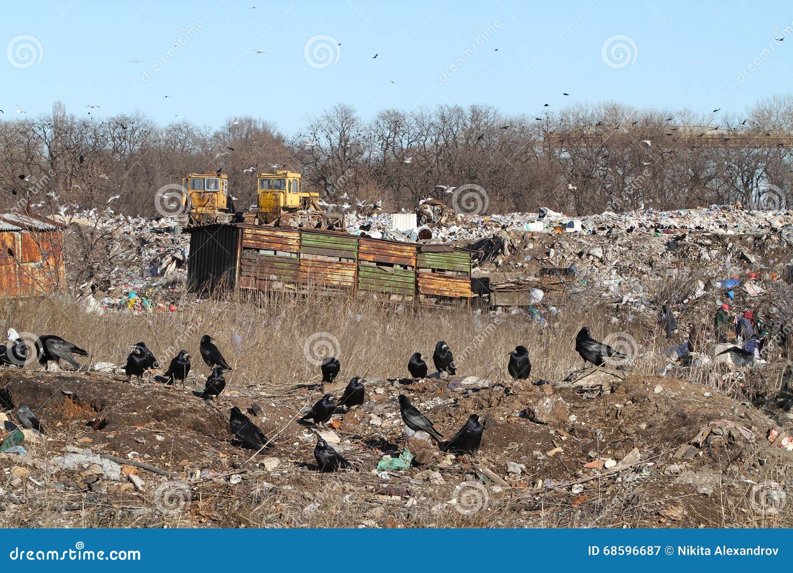 A Flock of Black Crows on a City Garbage Dump. Dozers, Stock Image ...